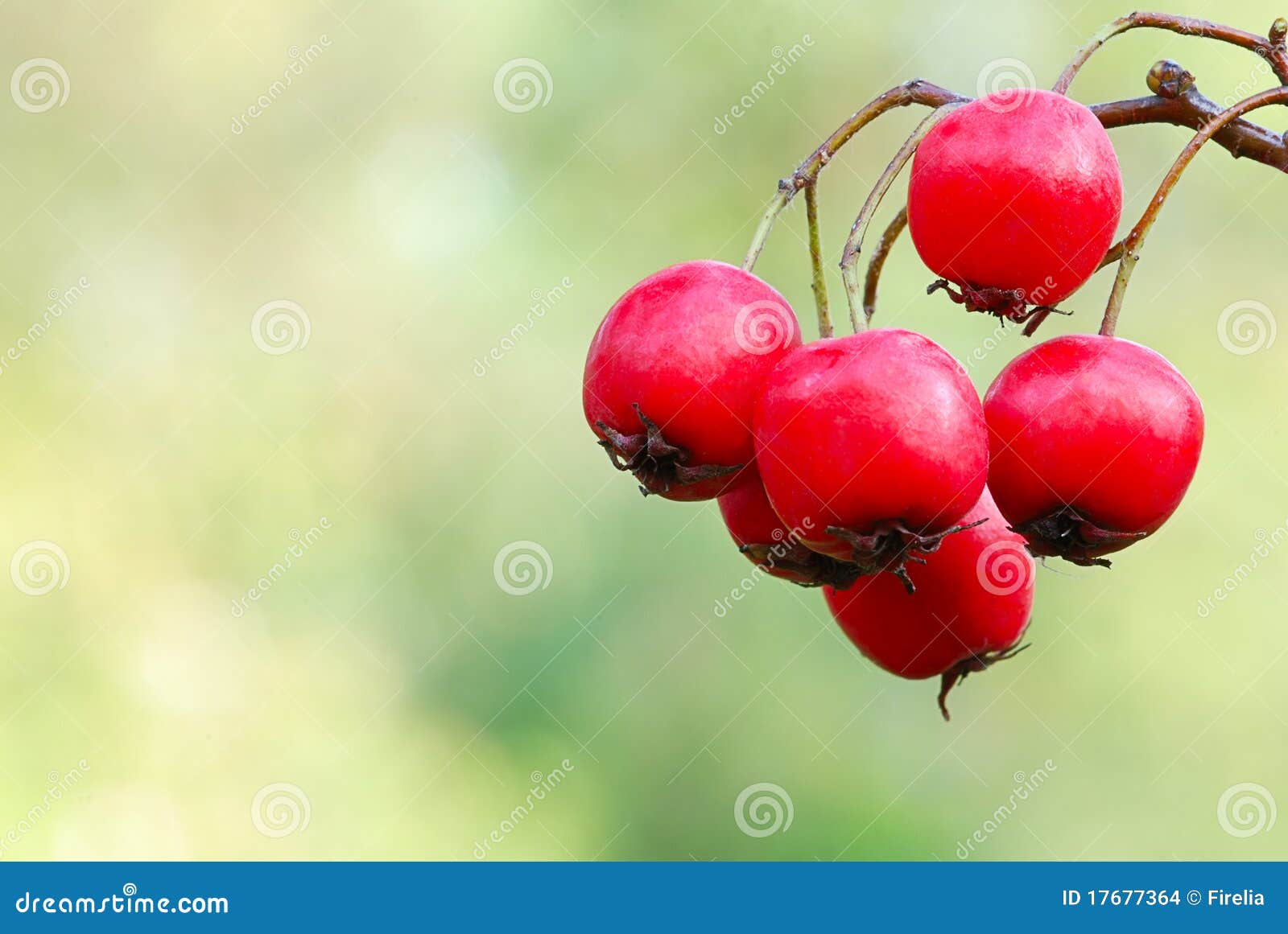 Red haw berries stock photo. Image of closeup, fruit - 17677364