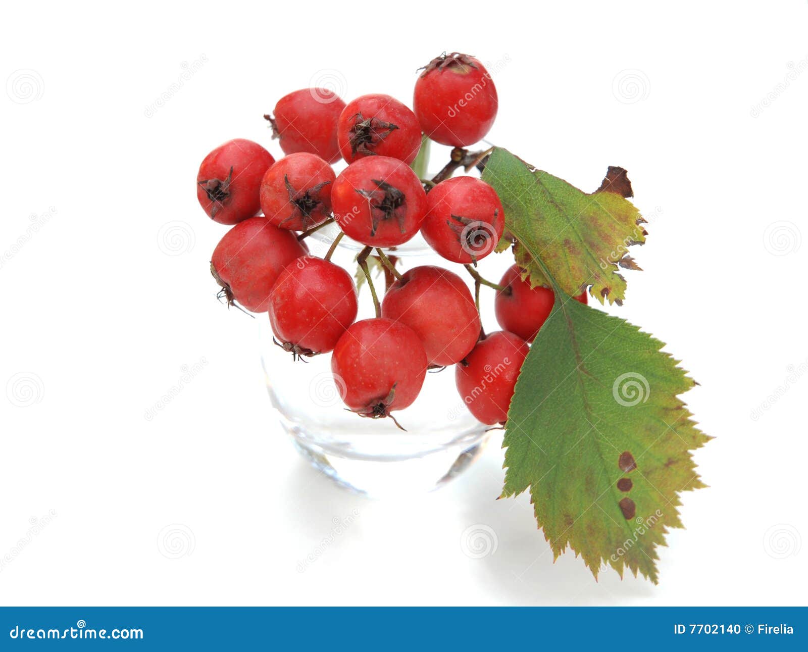Red haw berries in glass stock photo. Image of leaf, water - 7702140