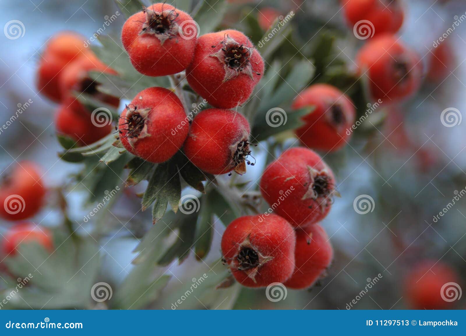 Red haw branch stock image. Image of season, rebellion - 11297513