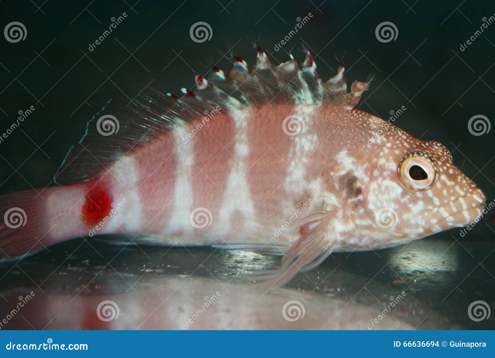 Red Hawaiian Hawkfish stock photo. Image of hawk, hawaii - 66636694