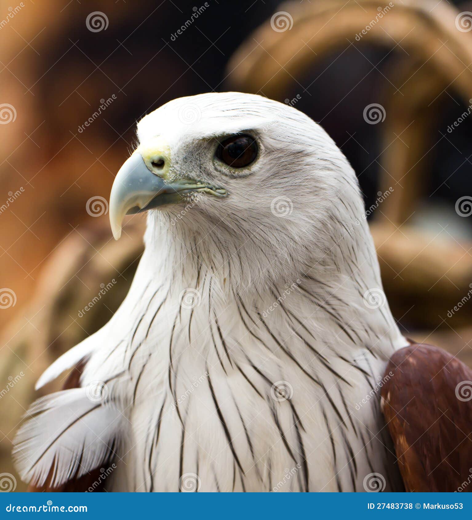 Red Hawk stock photo. Image of hawk, wildlife, brown - 27483738