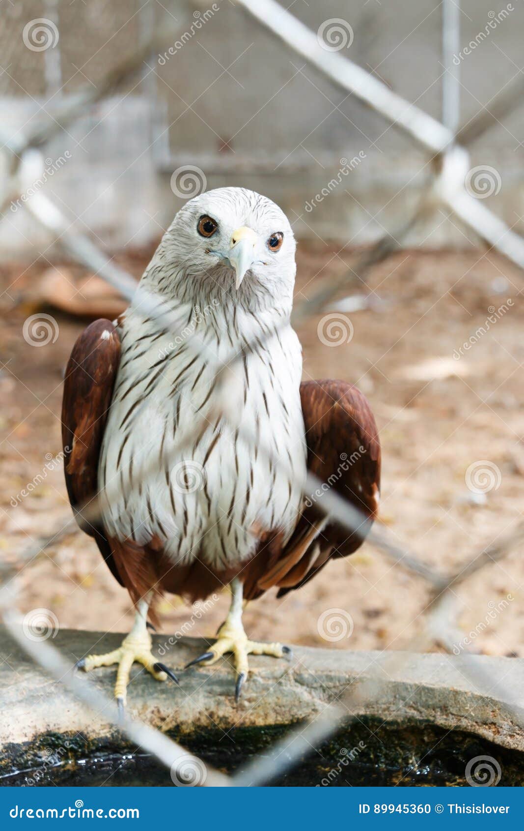 Red hawk in cage stock photo. Image of eagle, animal - 89945360