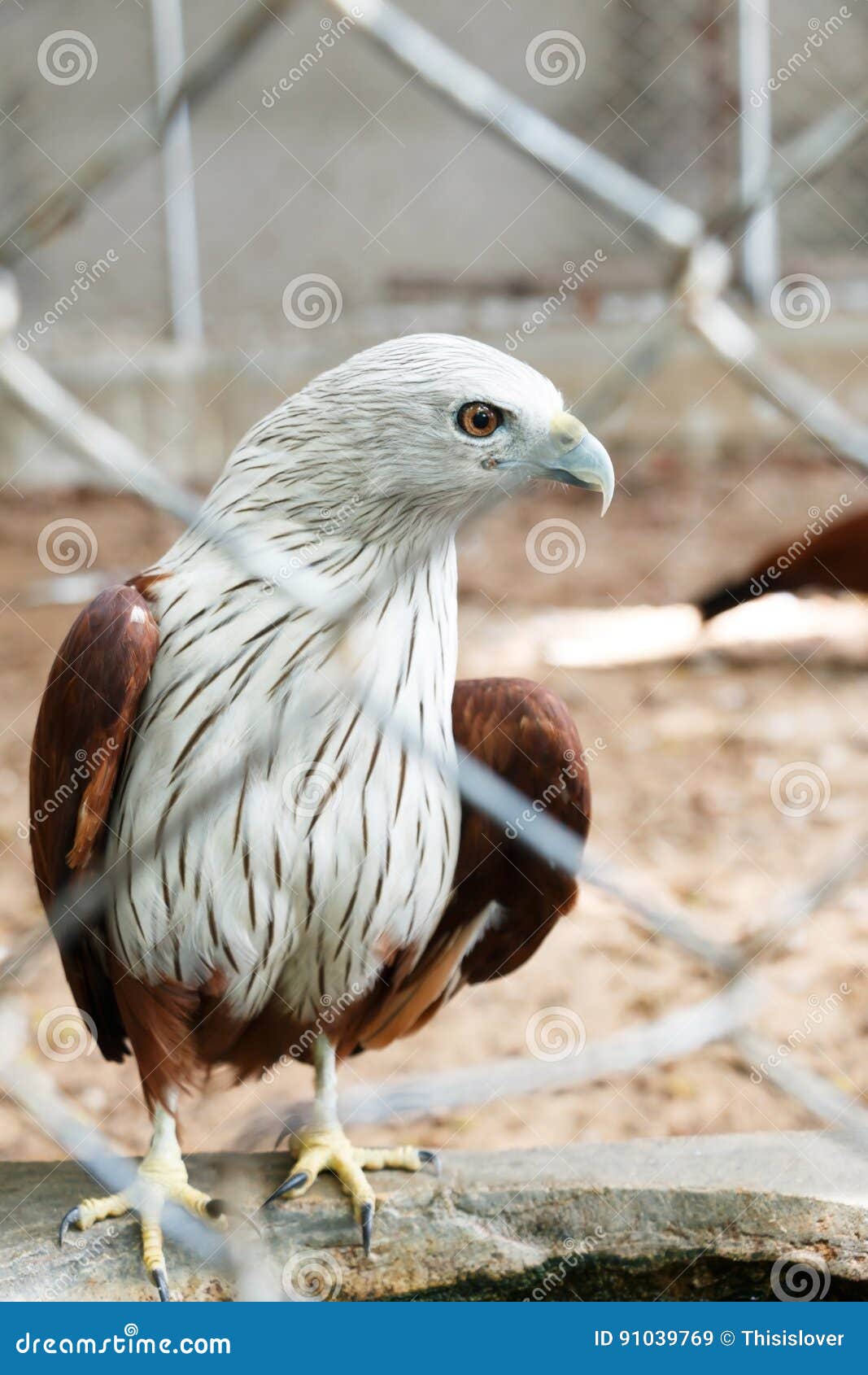 Red hawk in cage stock image. Image of eagle, animal - 91039769
