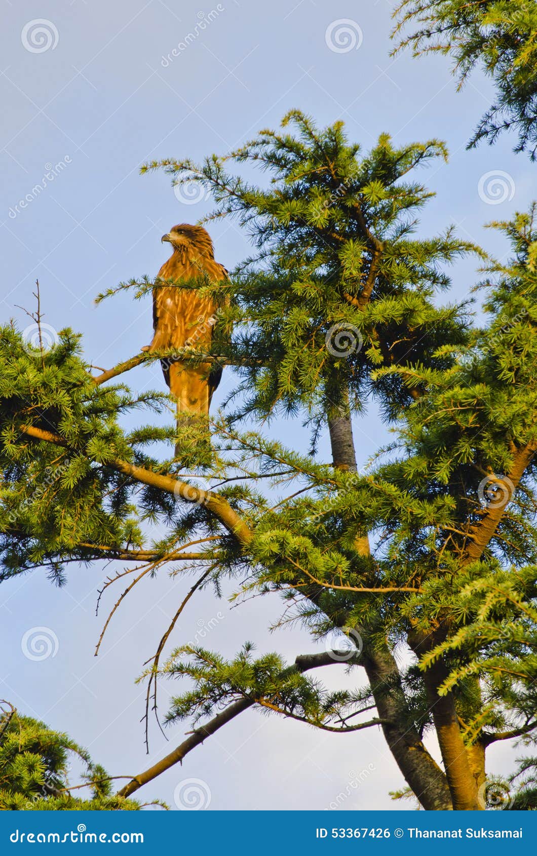 Red Hawk on the tree. stock photo. Image of beak, predator - 53367426
