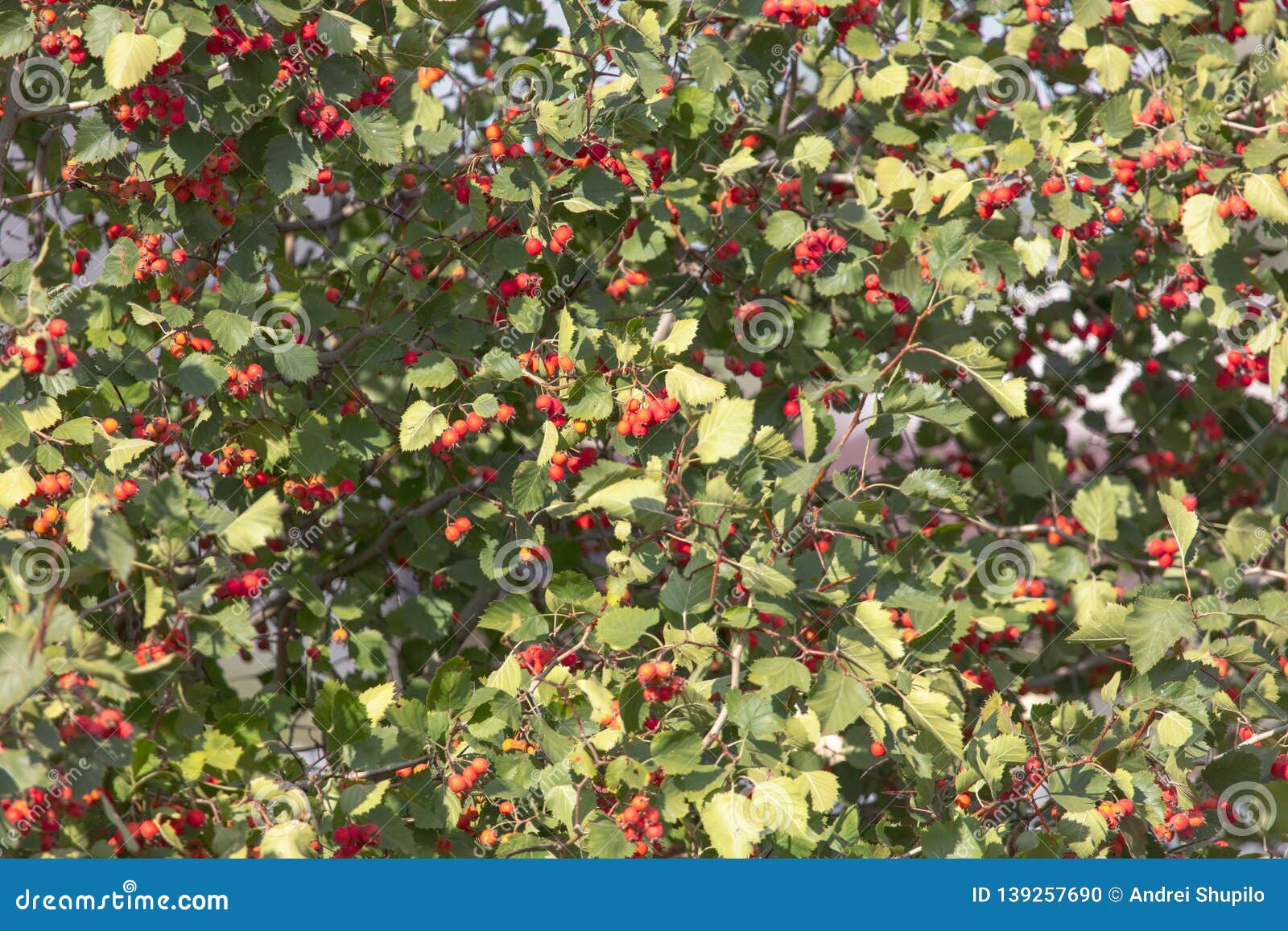 Red Hawthorn Berries on the Branches of a Tree Stock Photo - Image of ...