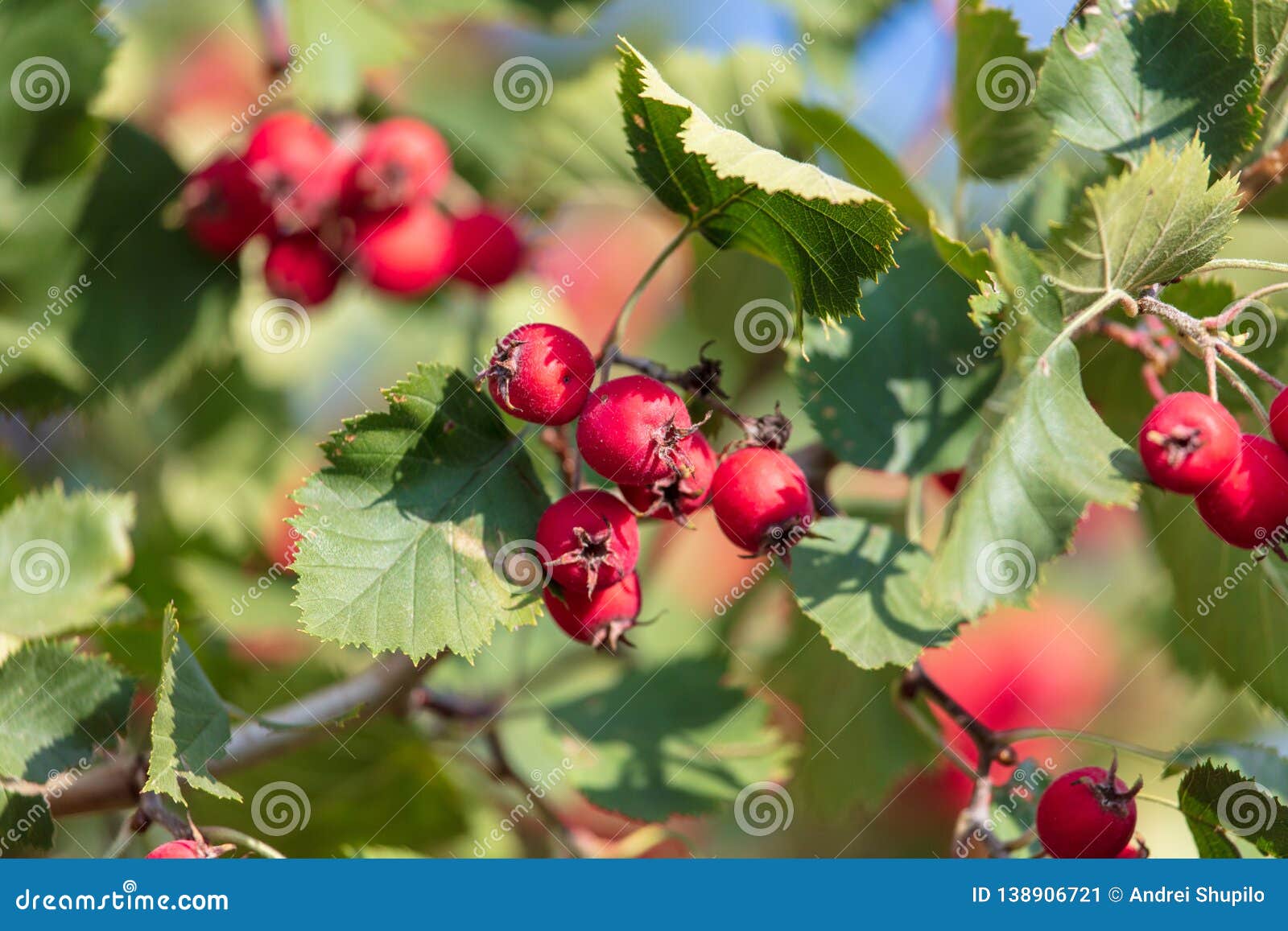 Red Hawthorn Berries on the Branches of a Tree Stock Image - Image of ...