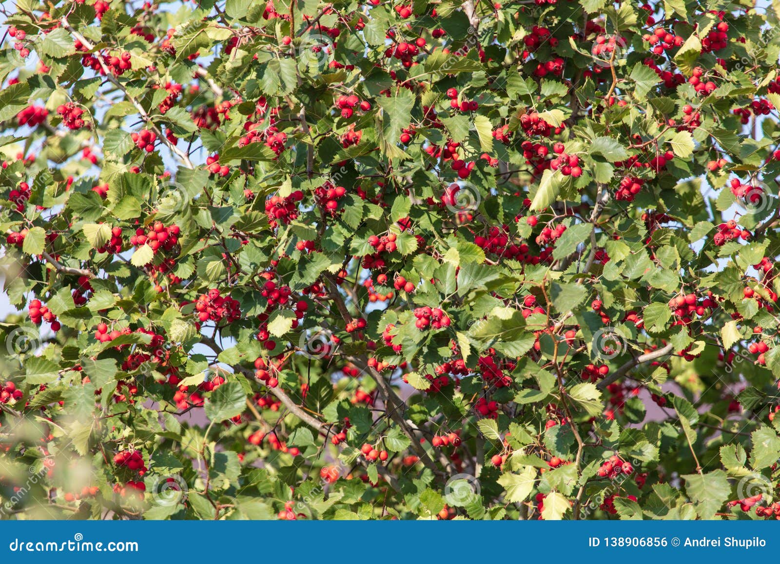 Red Hawthorn Berries on the Branches of a Tree Stock Photo - Image of ...