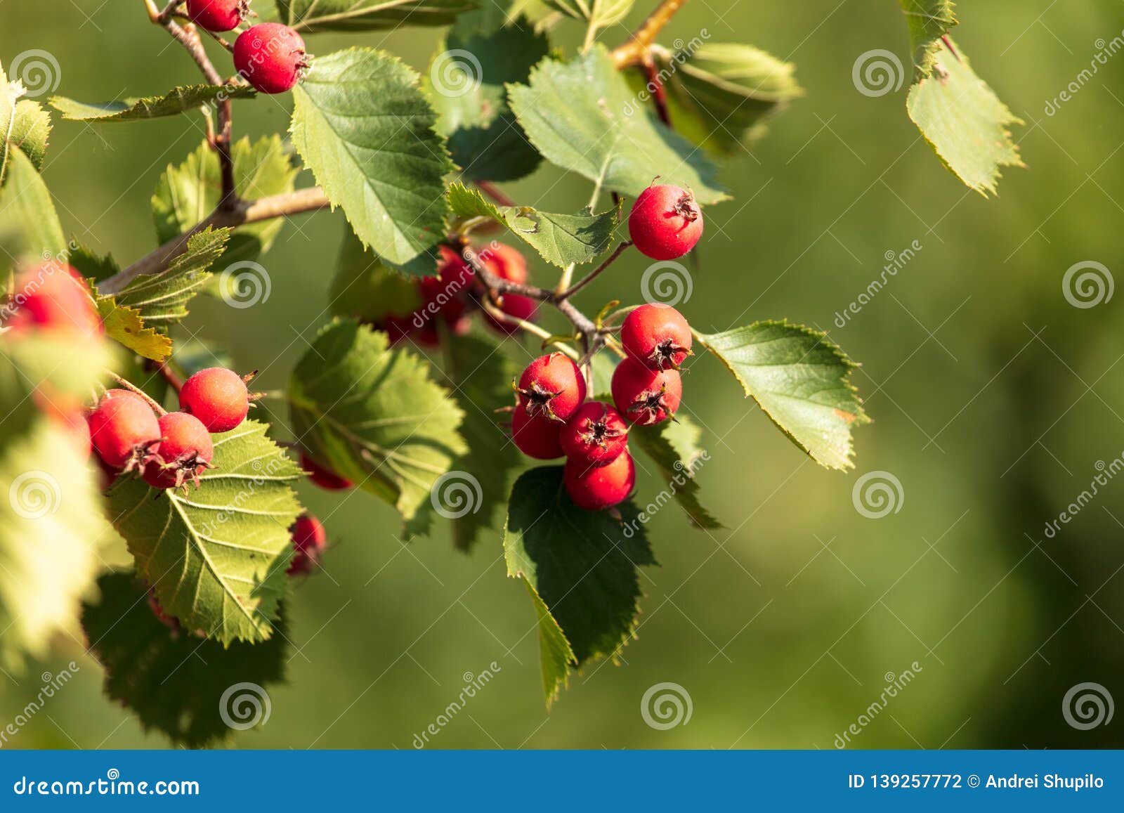 Red Hawthorn Berries on the Branches of a Tree Stock Photo - Image of ...