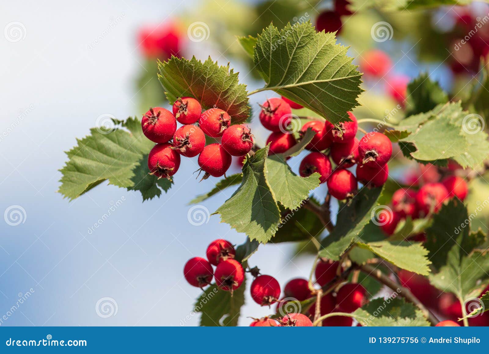 Red Hawthorn Berries on the Branches of a Tree Stock Photo - Image of ...