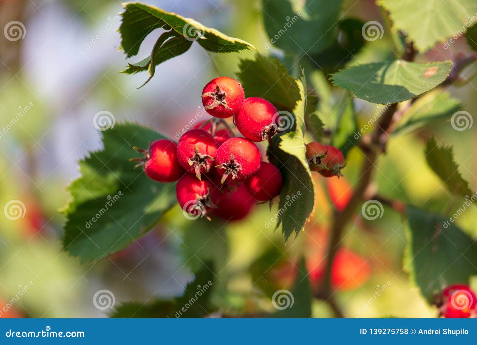 Red Hawthorn Berries on the Branches of a Tree Stock Photo - Image of ...