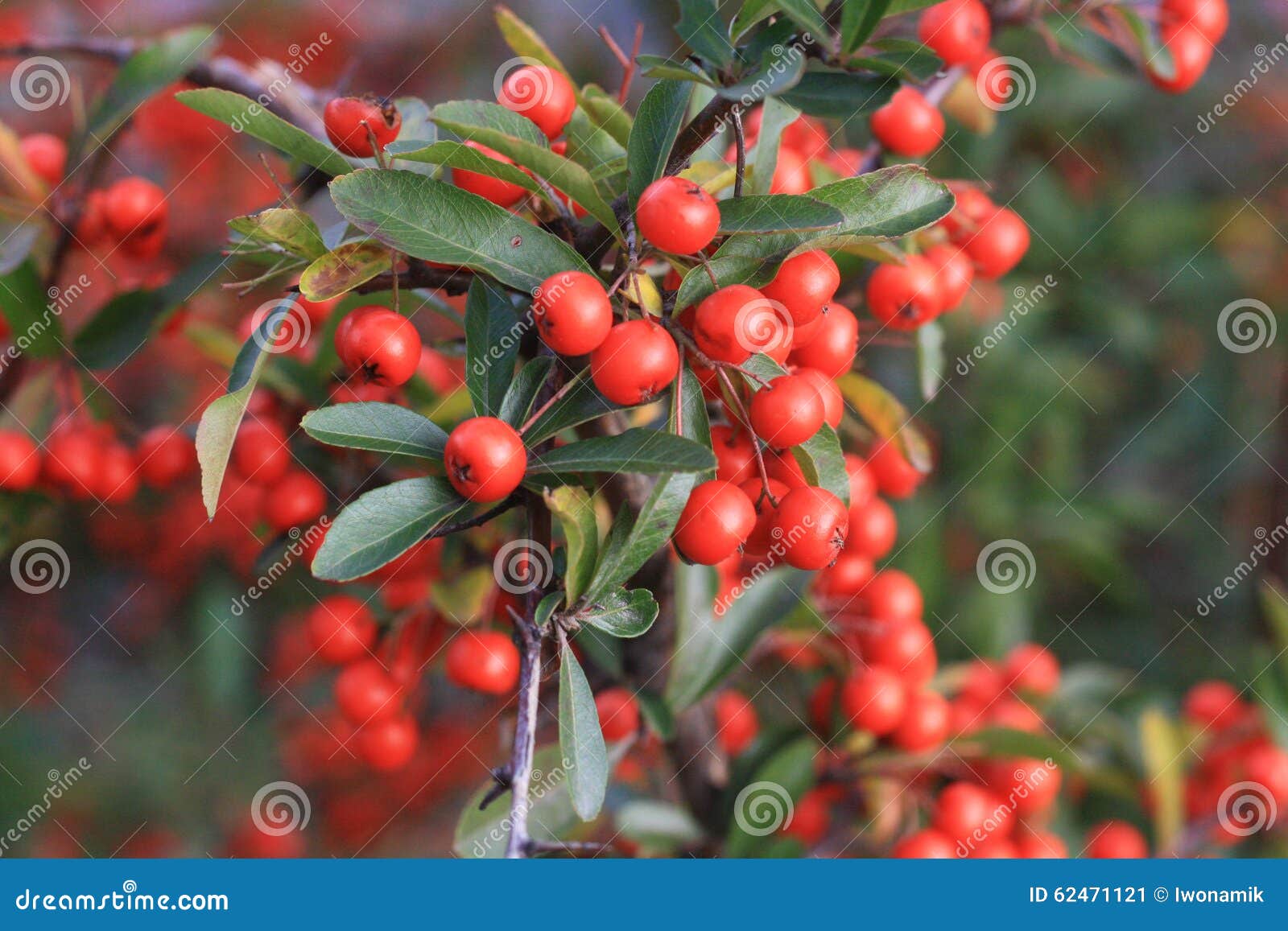 Red hawthorn plant stock image. Image of poland, europe - 62471121