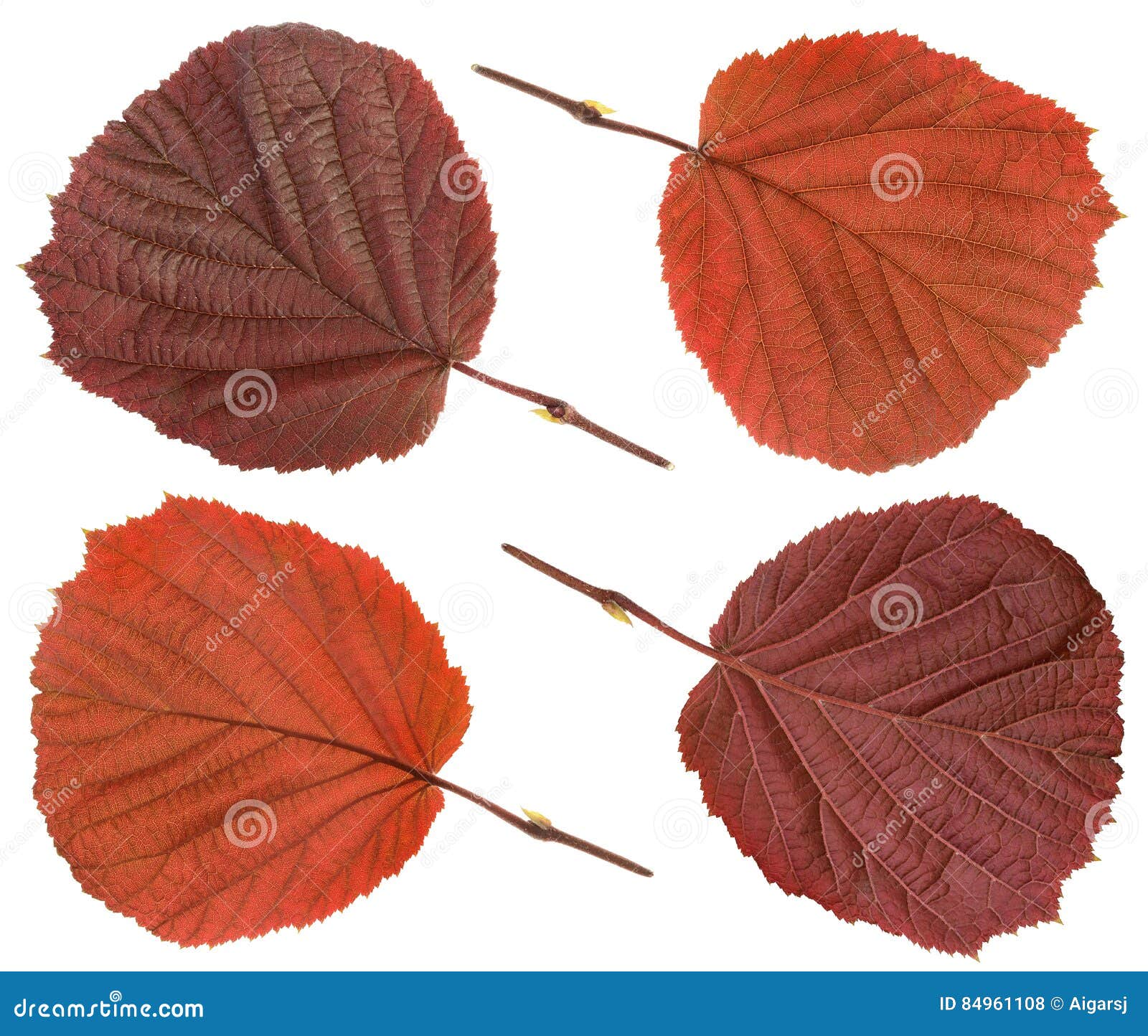 Red Hazel leaf stock photo. Image of leaf, toothed, isolated - 84961108