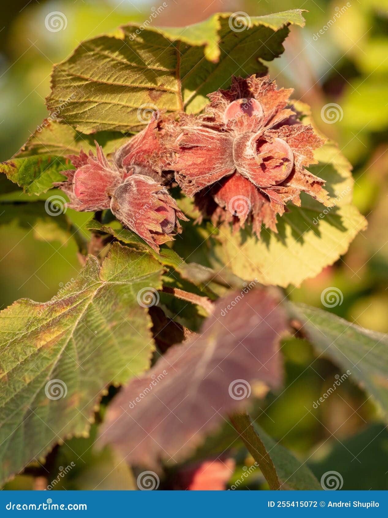 Red Hazelnut Fruits on the Branches of a Tree. Stock Photo - Image of ...