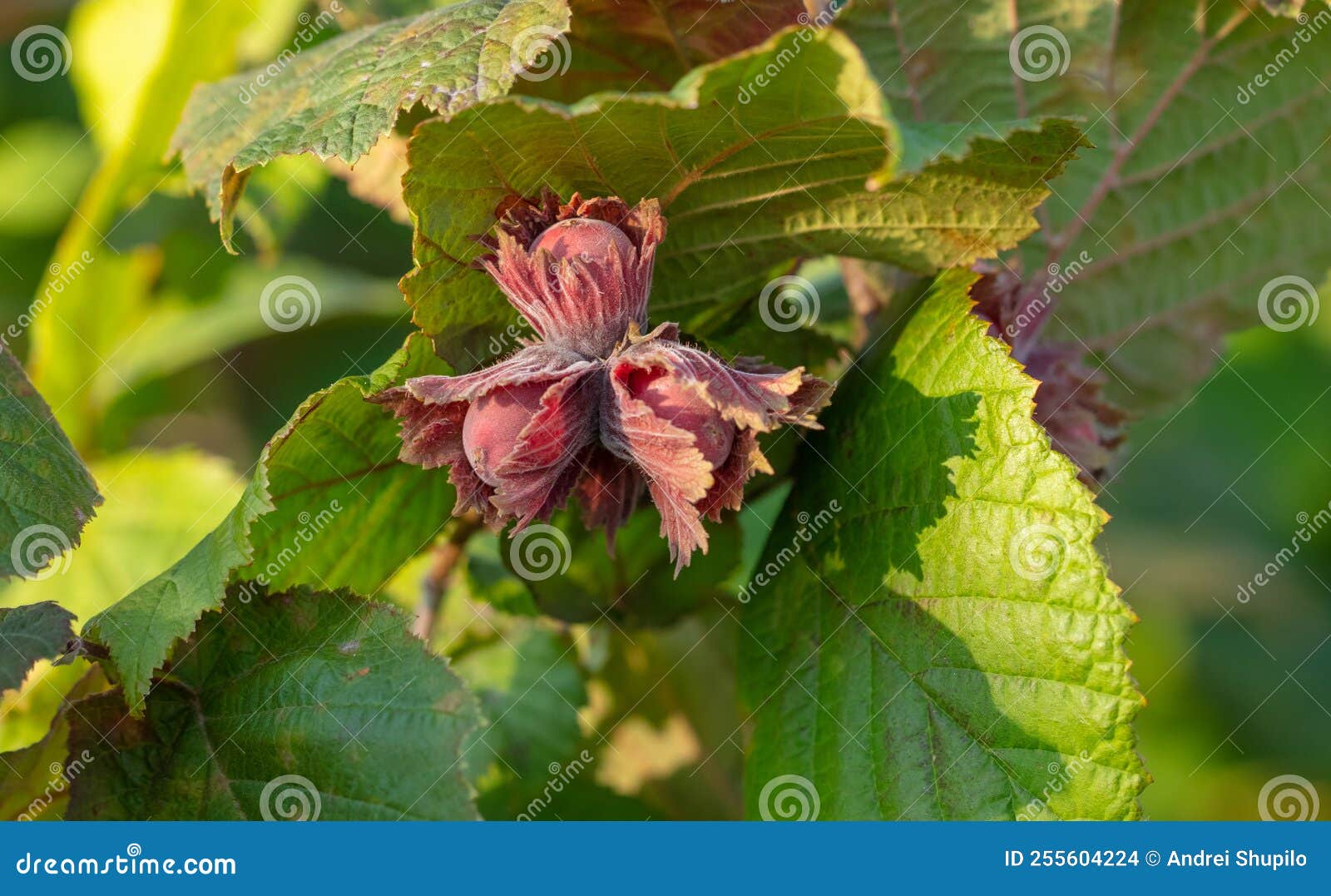 Red Hazelnut Fruits on the Branches of a Tree. Stock Photo - Image of ...
