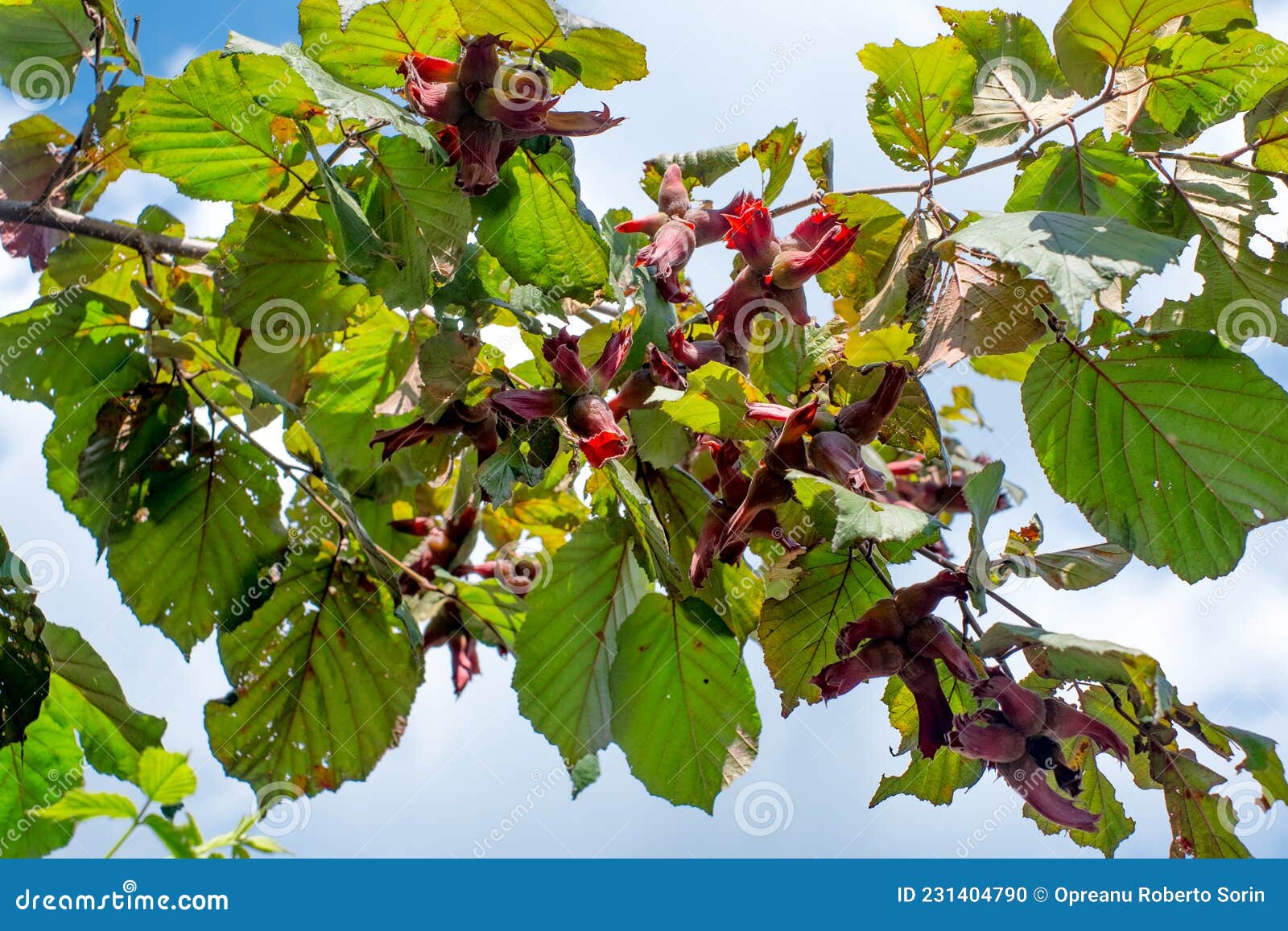 Red Hazelnut Nuts on Tree Branches Stock Photo - Image of looking ...