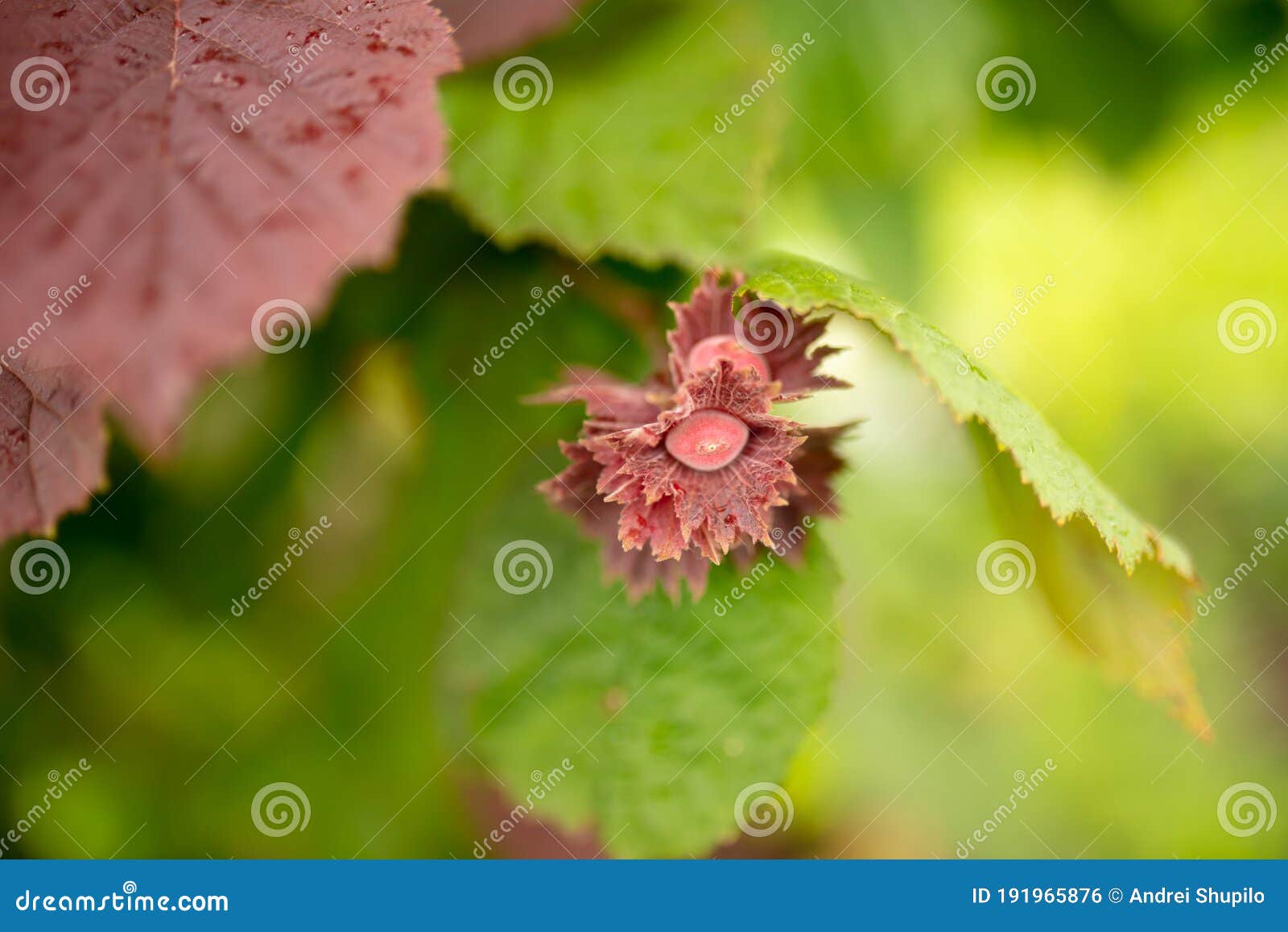 Red Hazelnut Nuts on Tree Branches in Summer Stock Photo - Image of ...