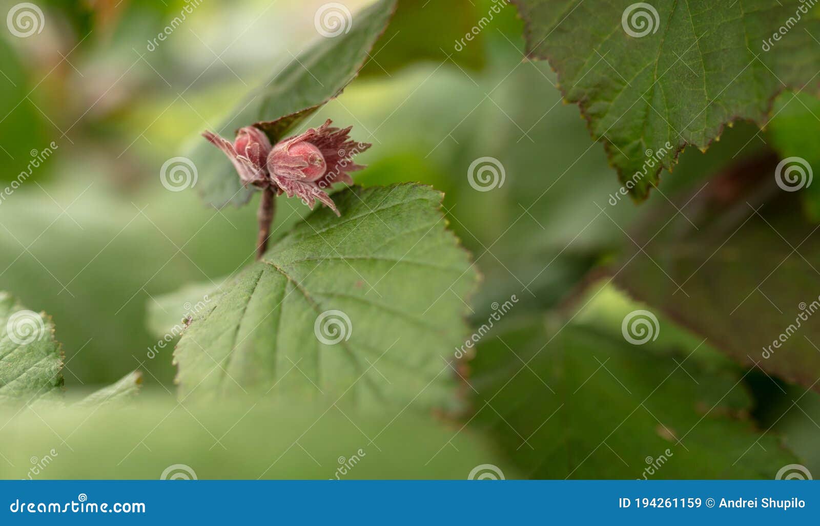 Red Hazelnut Nuts on Tree Branches in Summer Stock Image - Image of ...