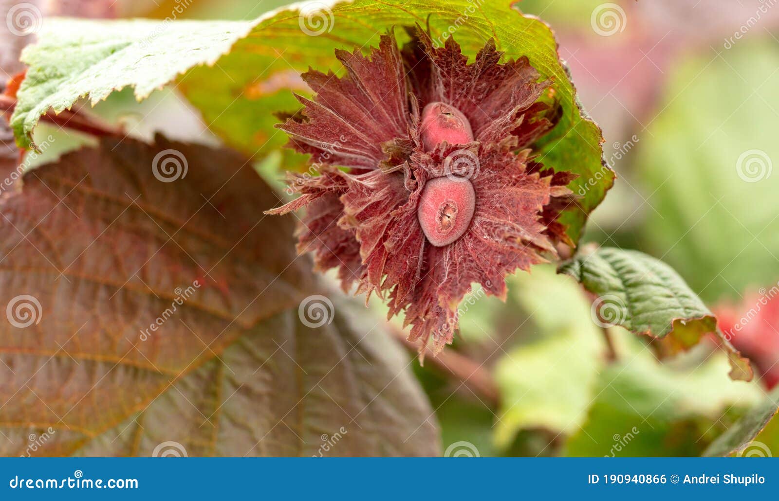 Red Hazelnut Nuts on Tree Branches in Summer Stock Photo - Image of ...