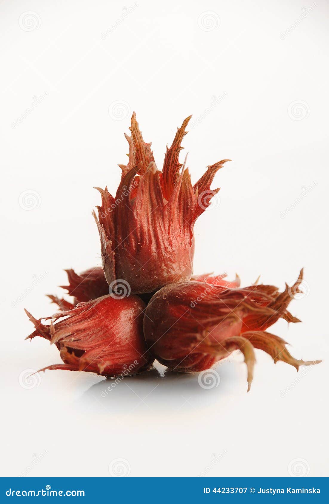 Red hazelnuts stock image. Image of brown, nutrition - 44233707