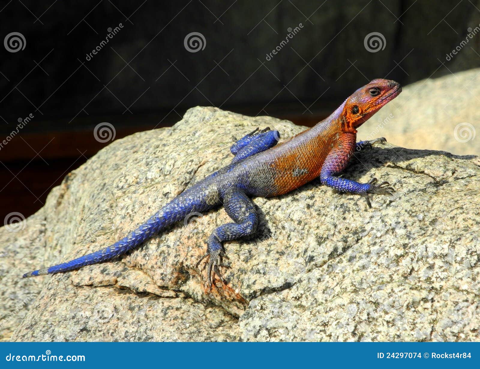 Red Head Agama stock photo. Image of africa, lizard, nature - 24297074