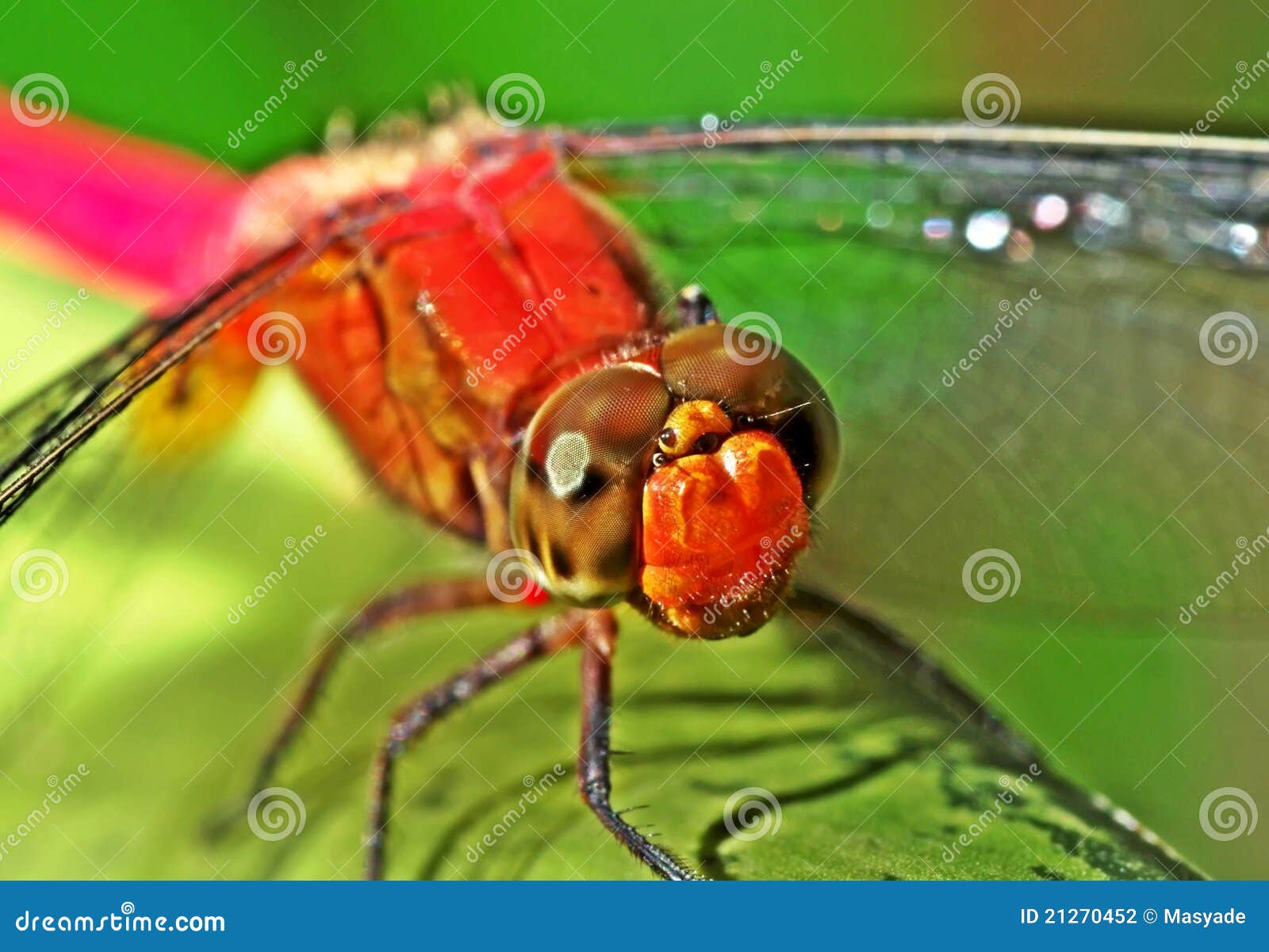 Red head dragonfly stock photo. Image of untamed, netting - 21270452