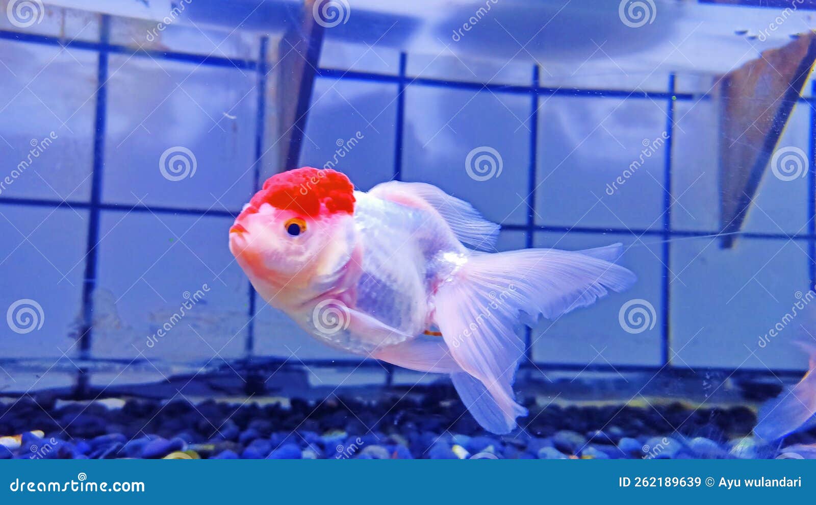 Red Head Fish Swimming in the Water Stock Image - Image of head, water ...