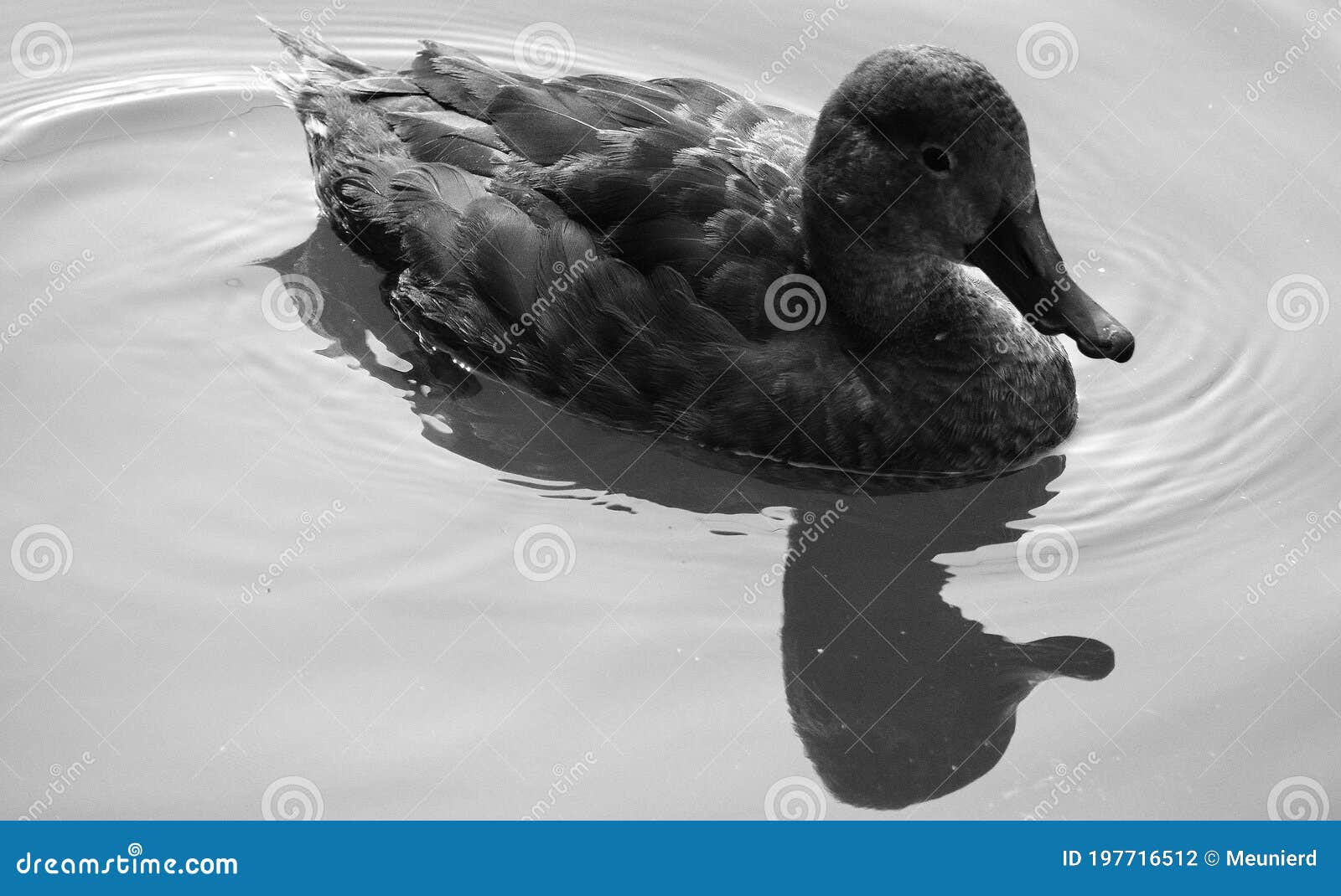 The Red Head is a Medium-sized Diving Duck. Stock Photo - Image of blue ...