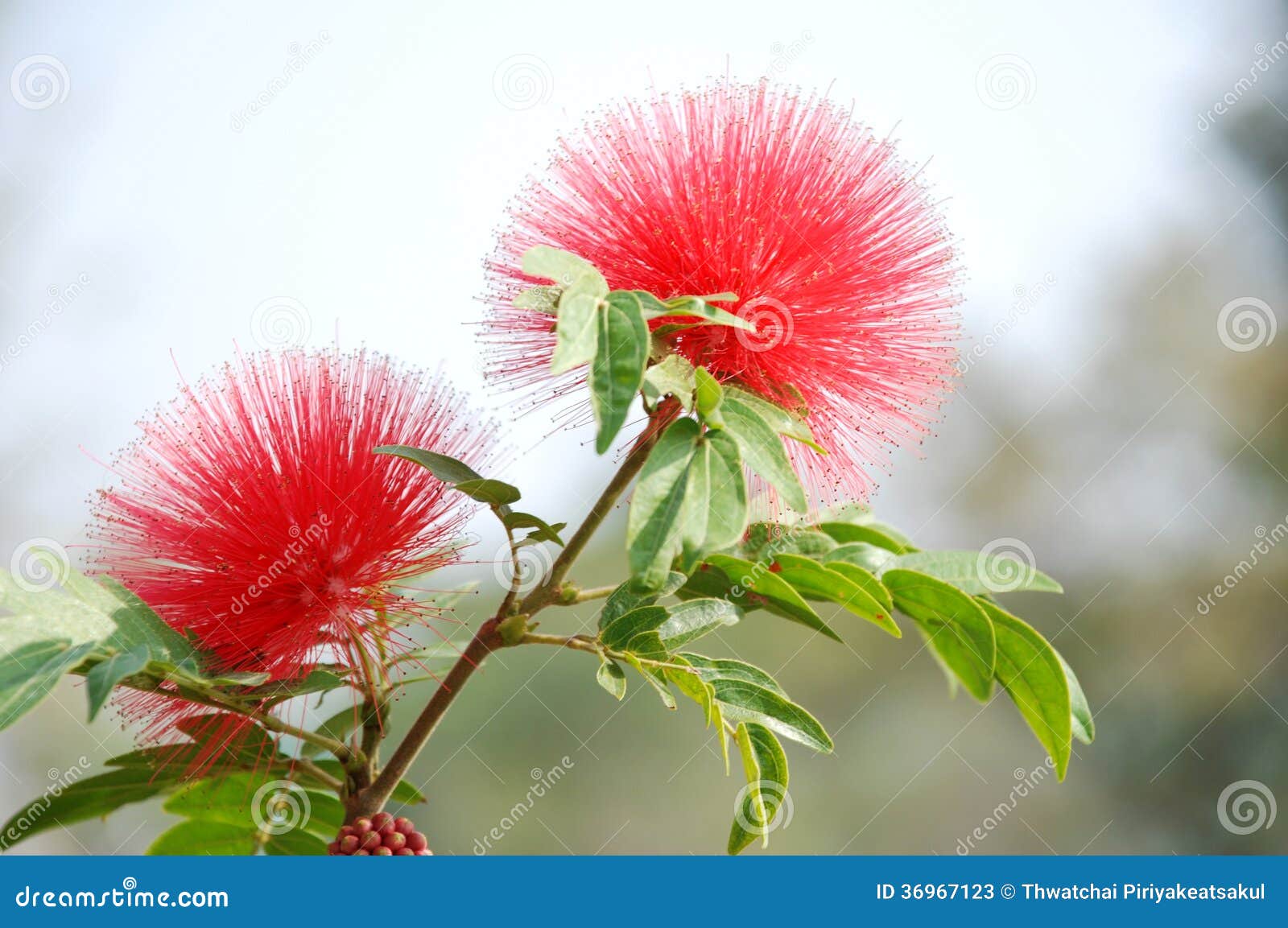 Light Purple Puff Flower Stock Photos - Free & Royalty-Free Stock ...
