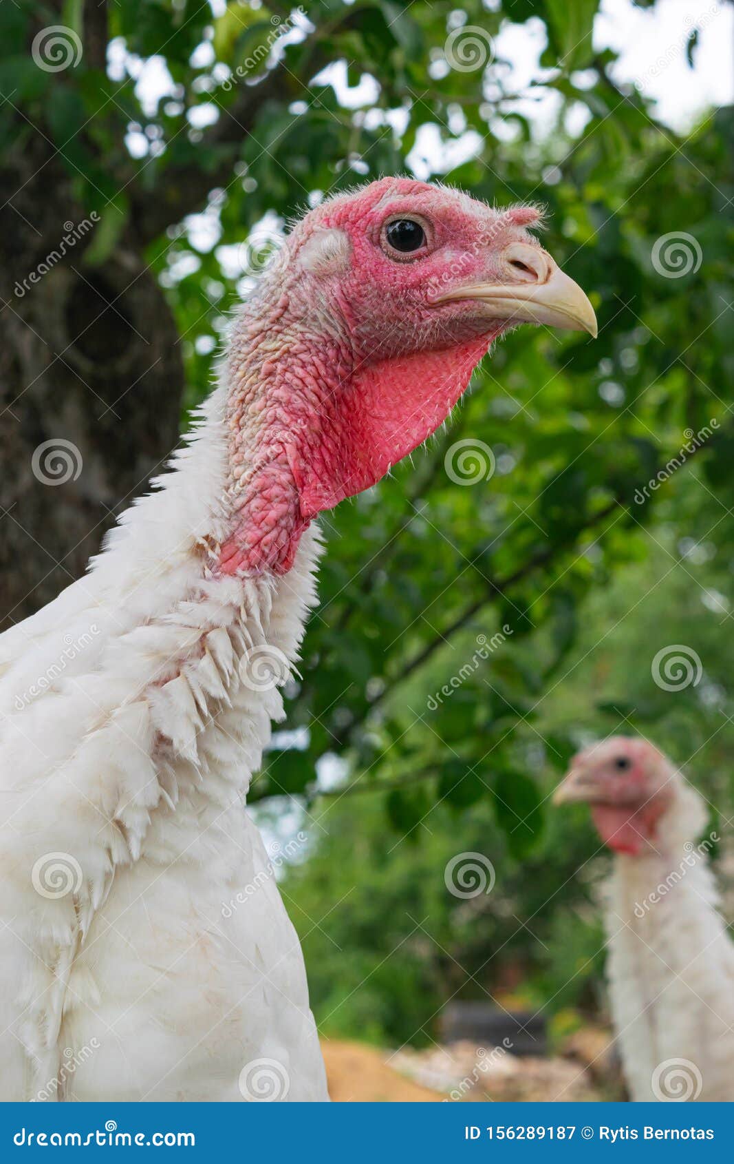 Red Head White Feathered Turkey Stock Image - Image of meat, american ...