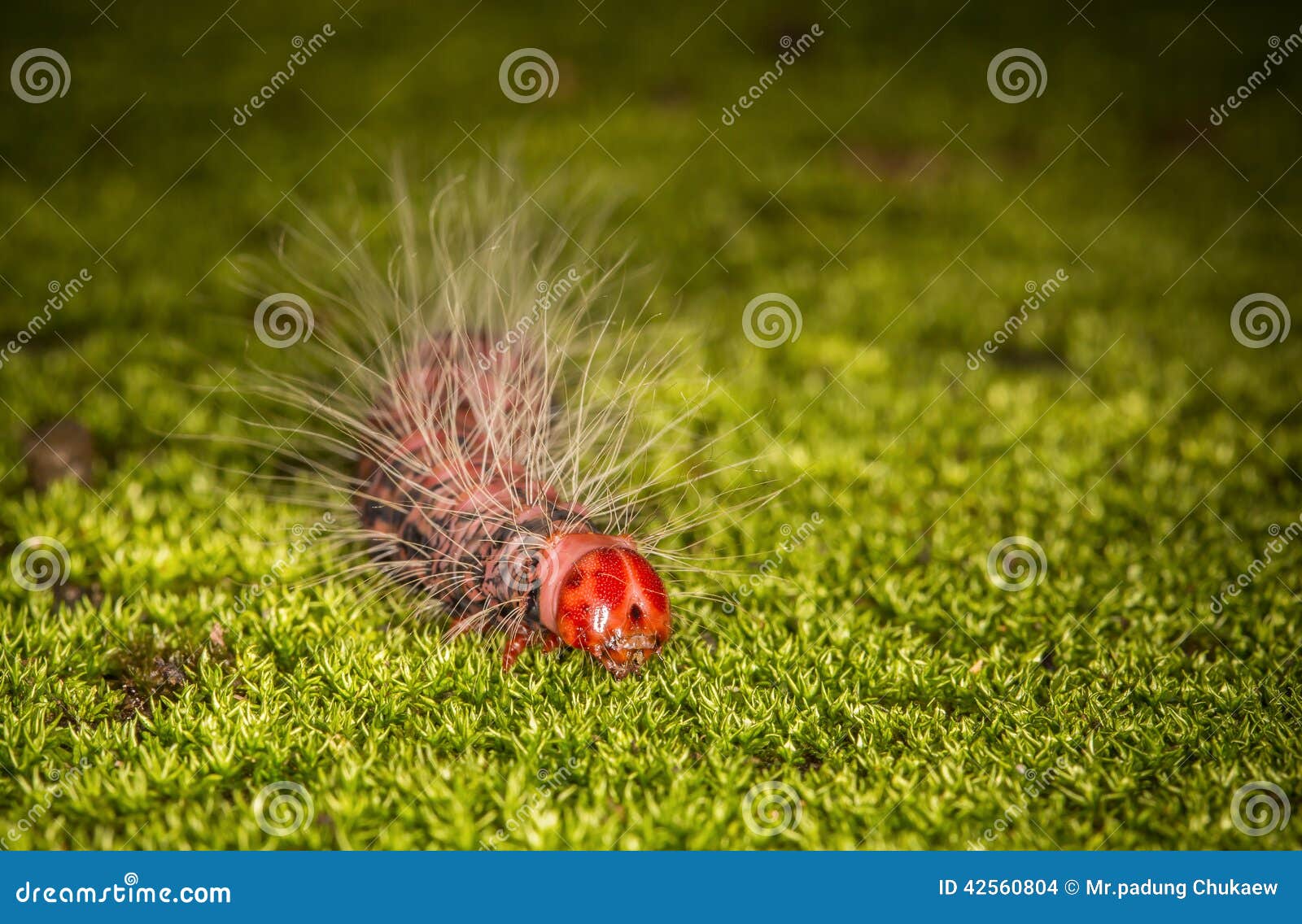 Red head worm stock photo. Image of creature, luna, animal - 42560804