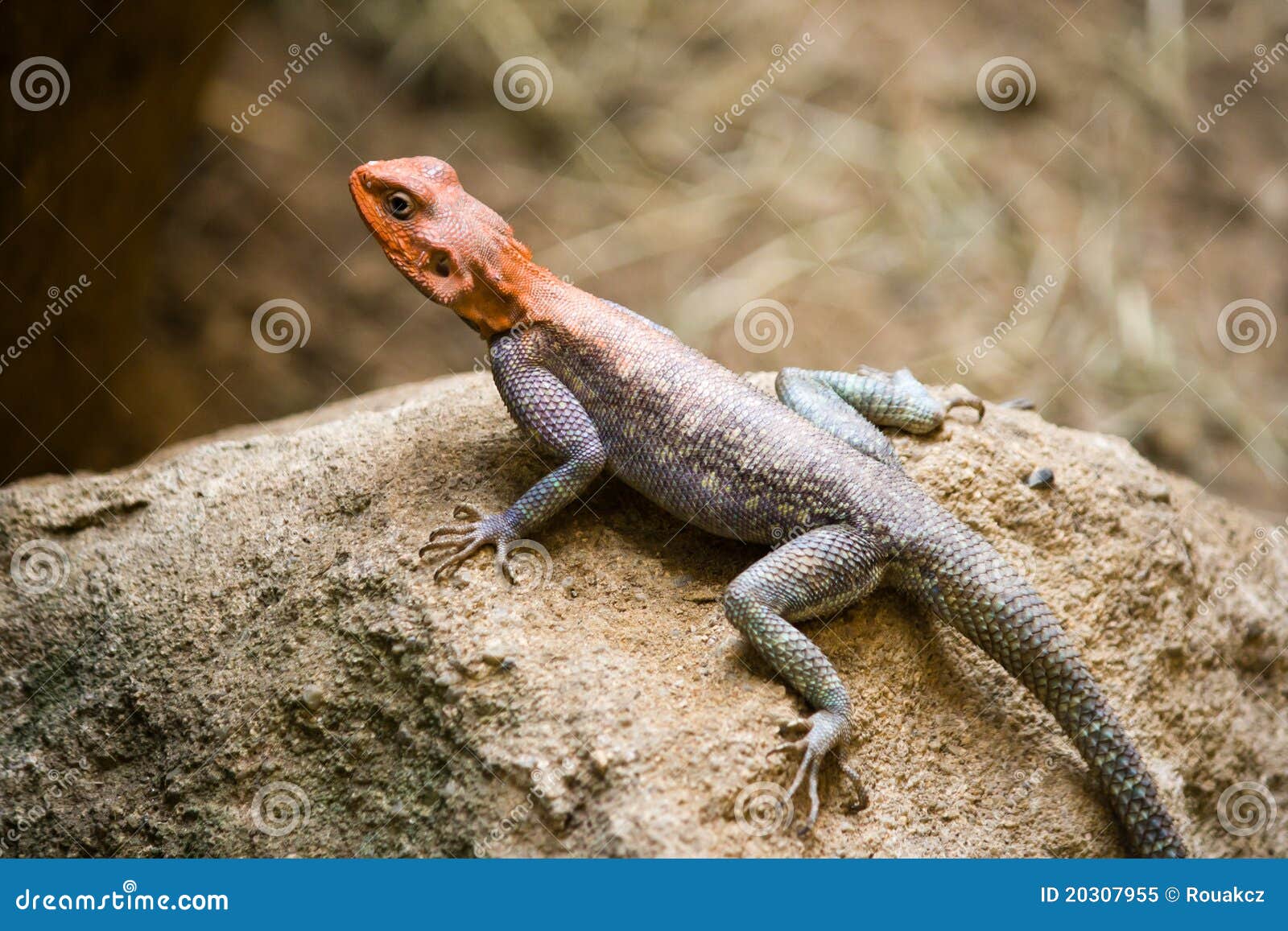 Red-headed agama stock image. Image of attentive, colourful - 20307955