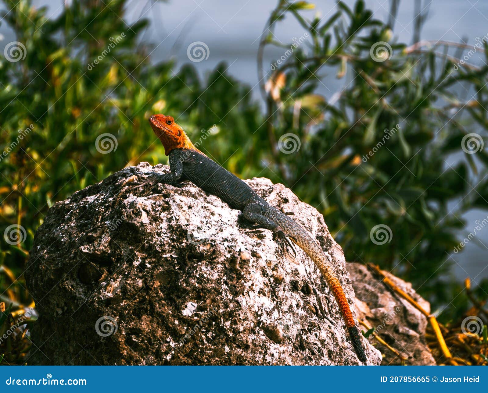 Red-headed Agama Lizard in Miami, Florida Stock Image - Image of orange ...
