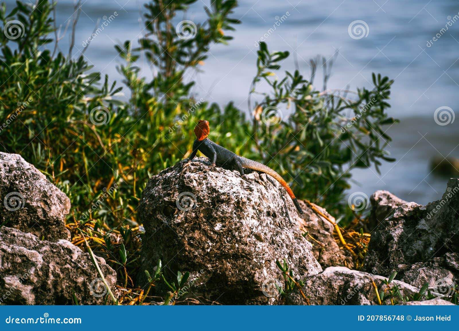 Red-headed Agama Lizard in Miami, Florida Stock Photo - Image of miami ...