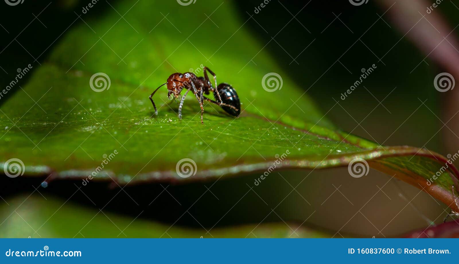 Red Headed Ant on a Green Rose Leaf Stock Photo - Image of macro, small ...