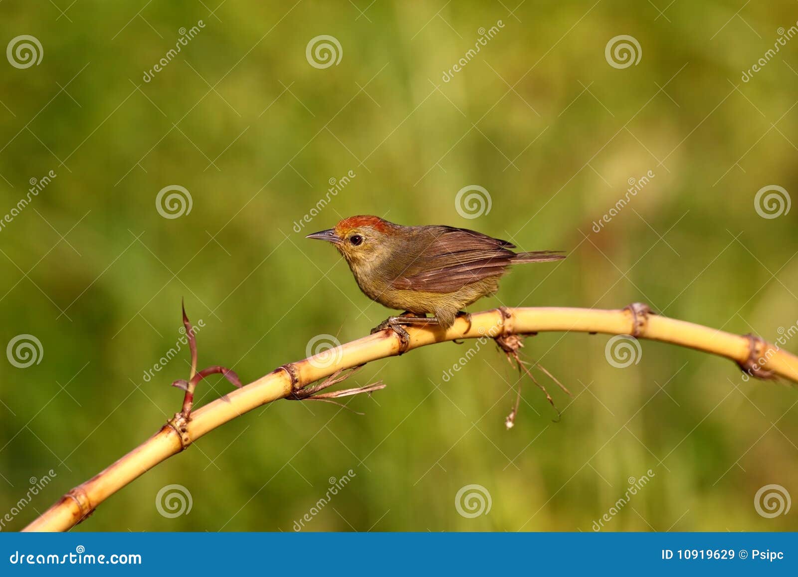 Red-headed Babbler, Stachyris Ruficeps Stock Image - Image of white ...