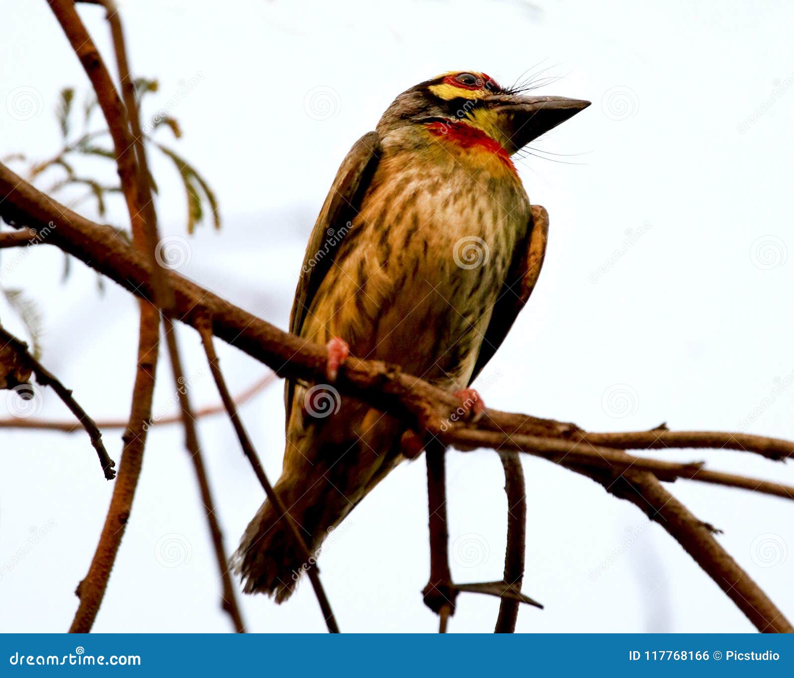 Red headed barbet stock photo. Image of beautiful, wildlife - 117768166