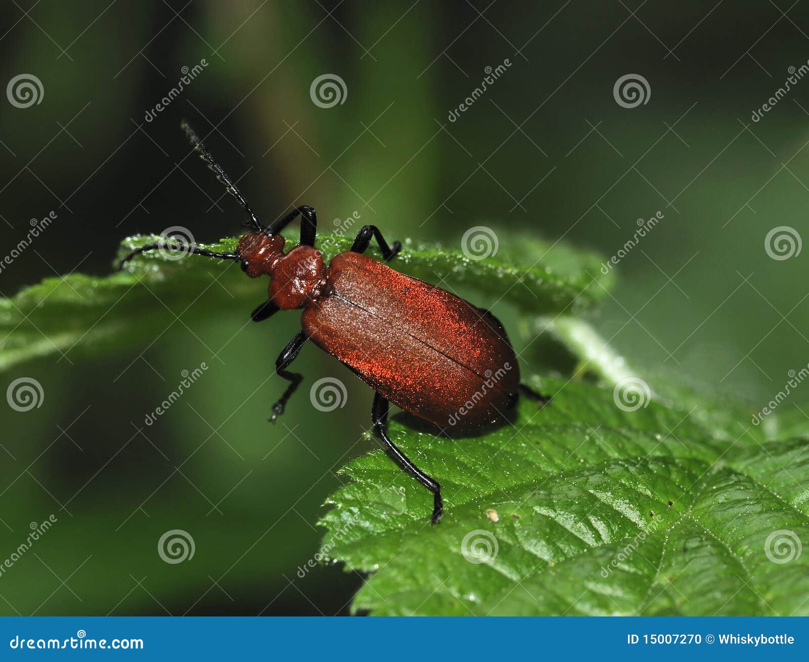 Red-headed Cardinal Beetle stock photo. Image of landscape - 15007270