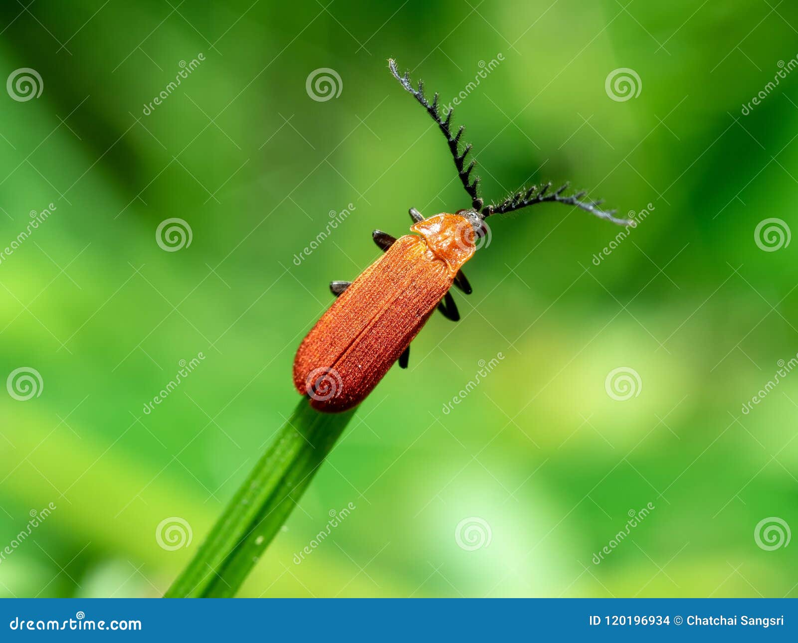 Red headed Cardinal Beetle stock photo. Image of cardinal - 120196934