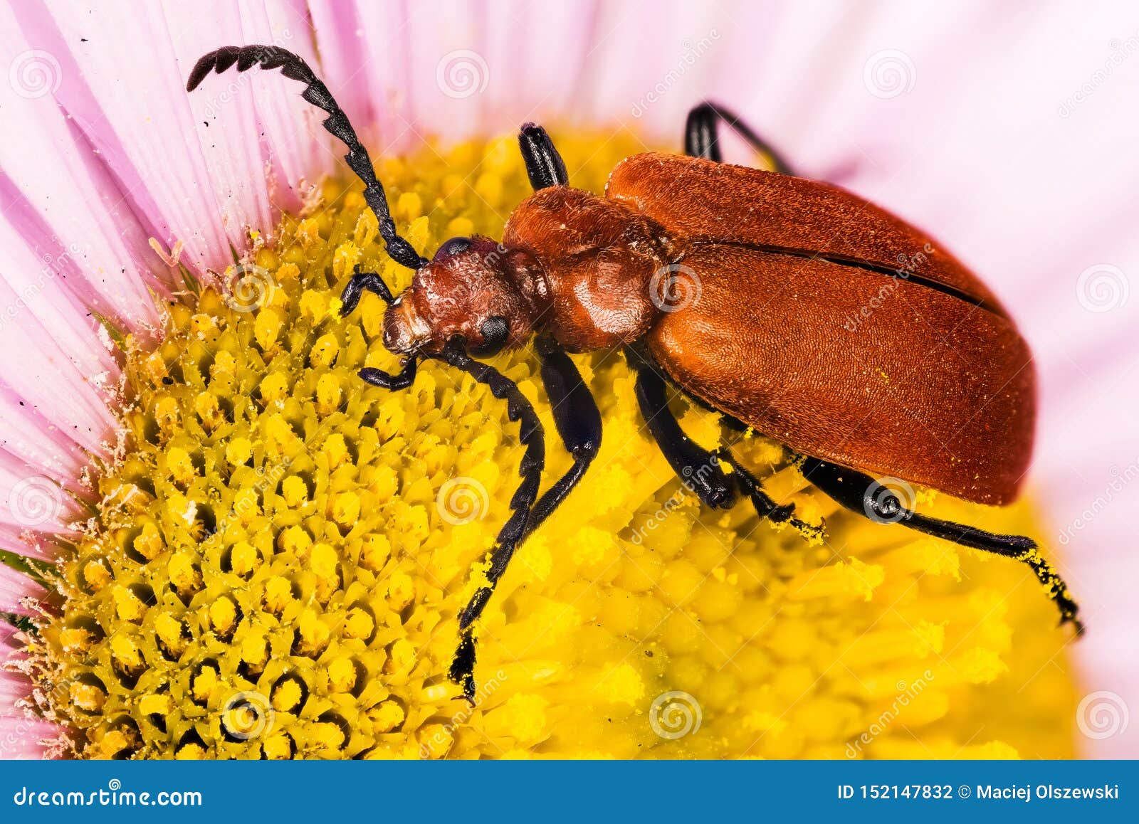 Red-headed Cardinal Beetle, Cardinal Beetle, Pyrochroa Serraticornis ...