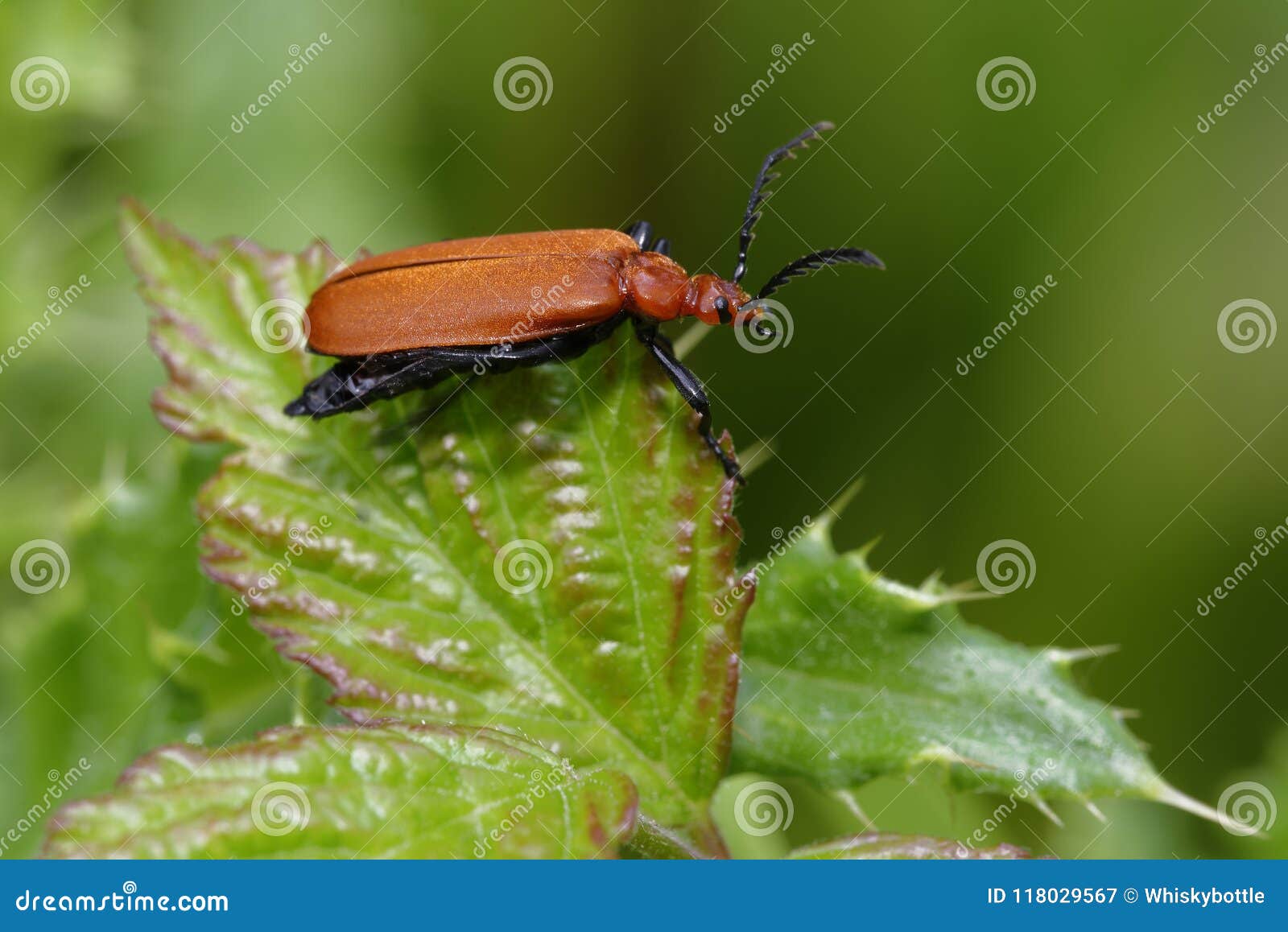 Red-headed Cardinal Beetle stock image. Image of british - 118029567