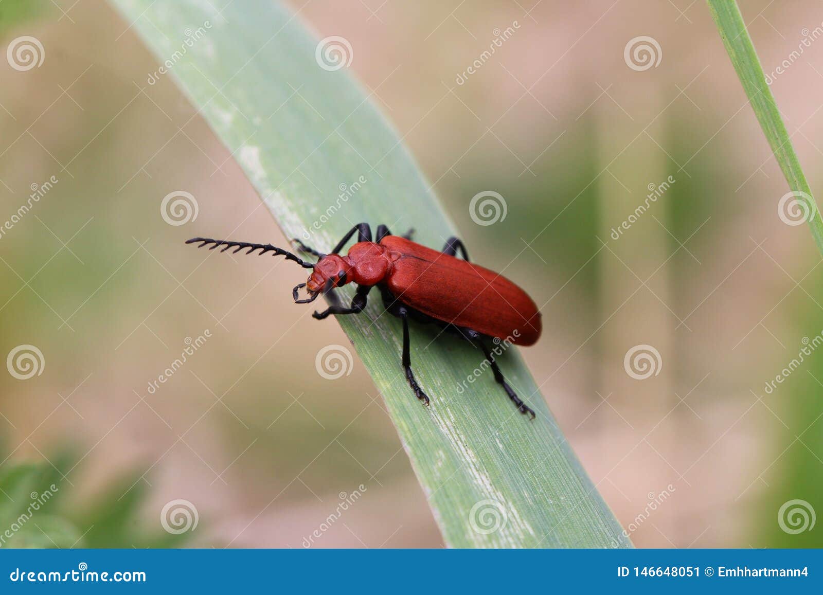 Red headed cardinal beetle stock image. Image of pyrochroa - 146648051