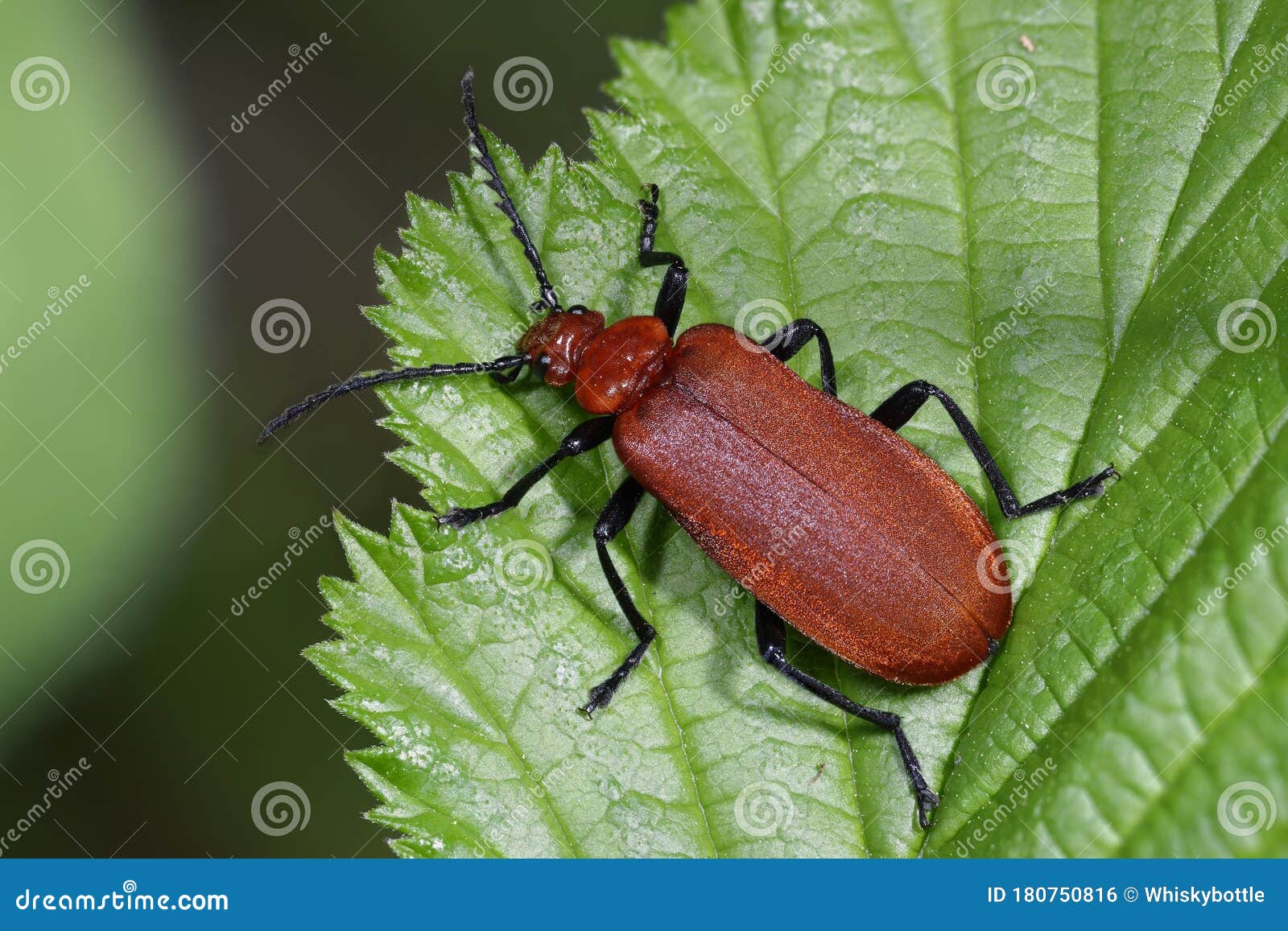 Red-headed Cardinal Beetle stock photo. Image of beetle - 180750816