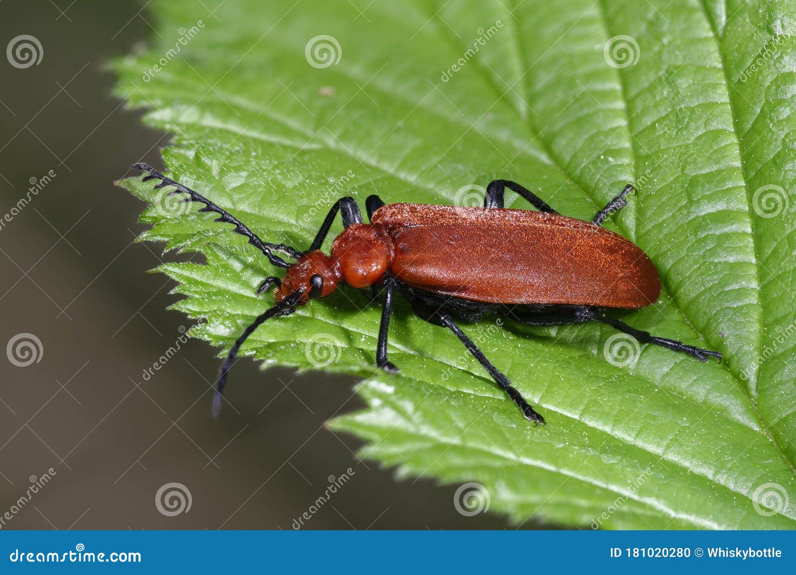 Red-headed Cardinal Beetle stock photo. Image of britain - 181020280