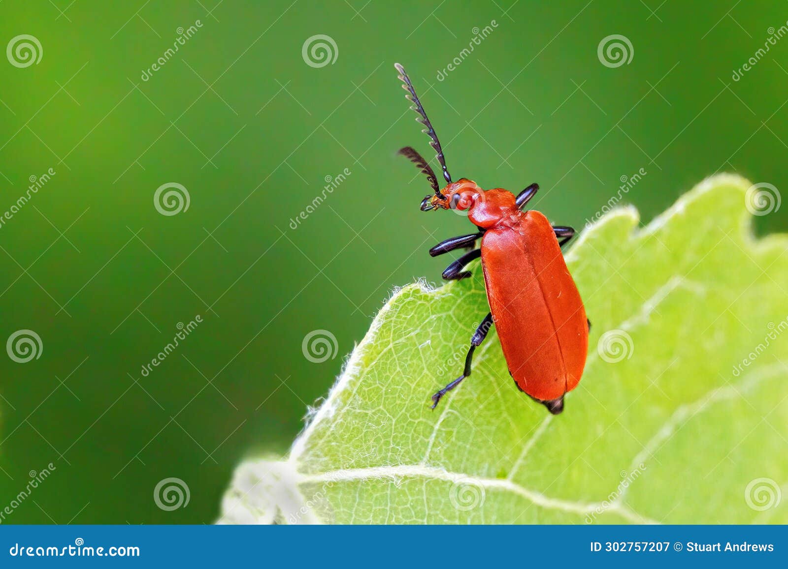 Red-headed Cardinal Beetle - Pyrochroa Serraticornis on a Leaf. Stock ...