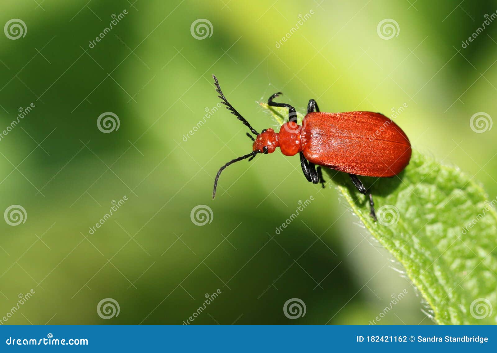 A Red-headed Cardinal Beetle, Pyrochroa Serraticornis, Perched on the ...