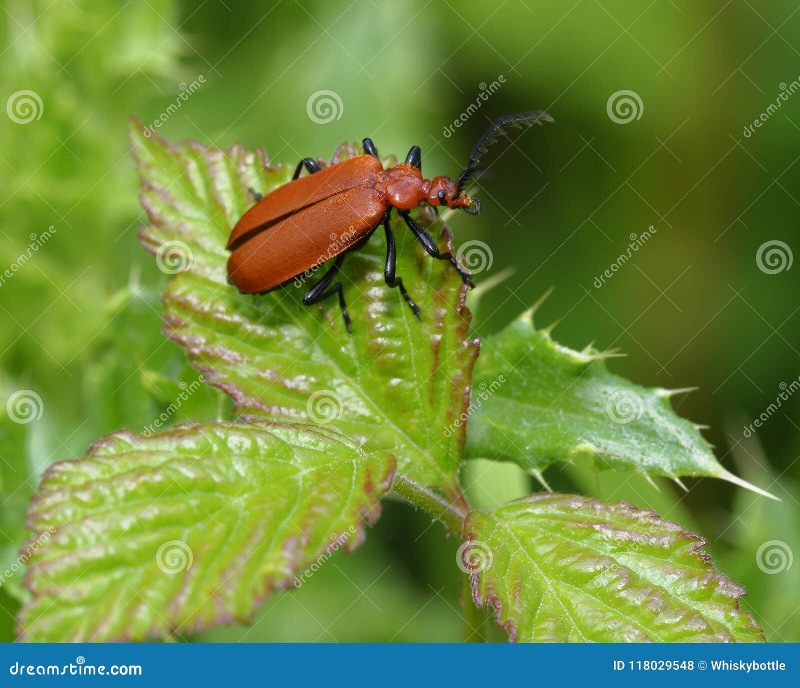 Red-headed Cardinal Beetle stock photo. Image of antennae - 118029548