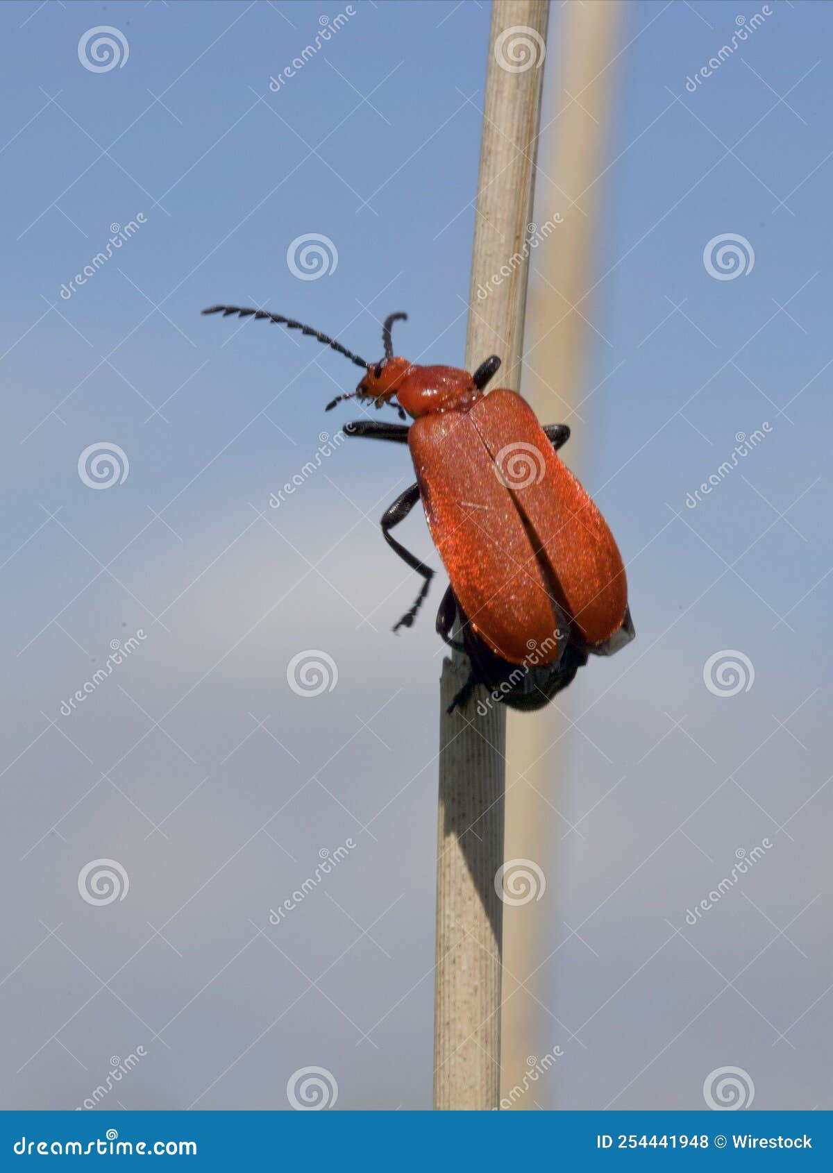 Red-headed Cardinal Beetle on a Reed Stem Stock Photo - Image of common ...