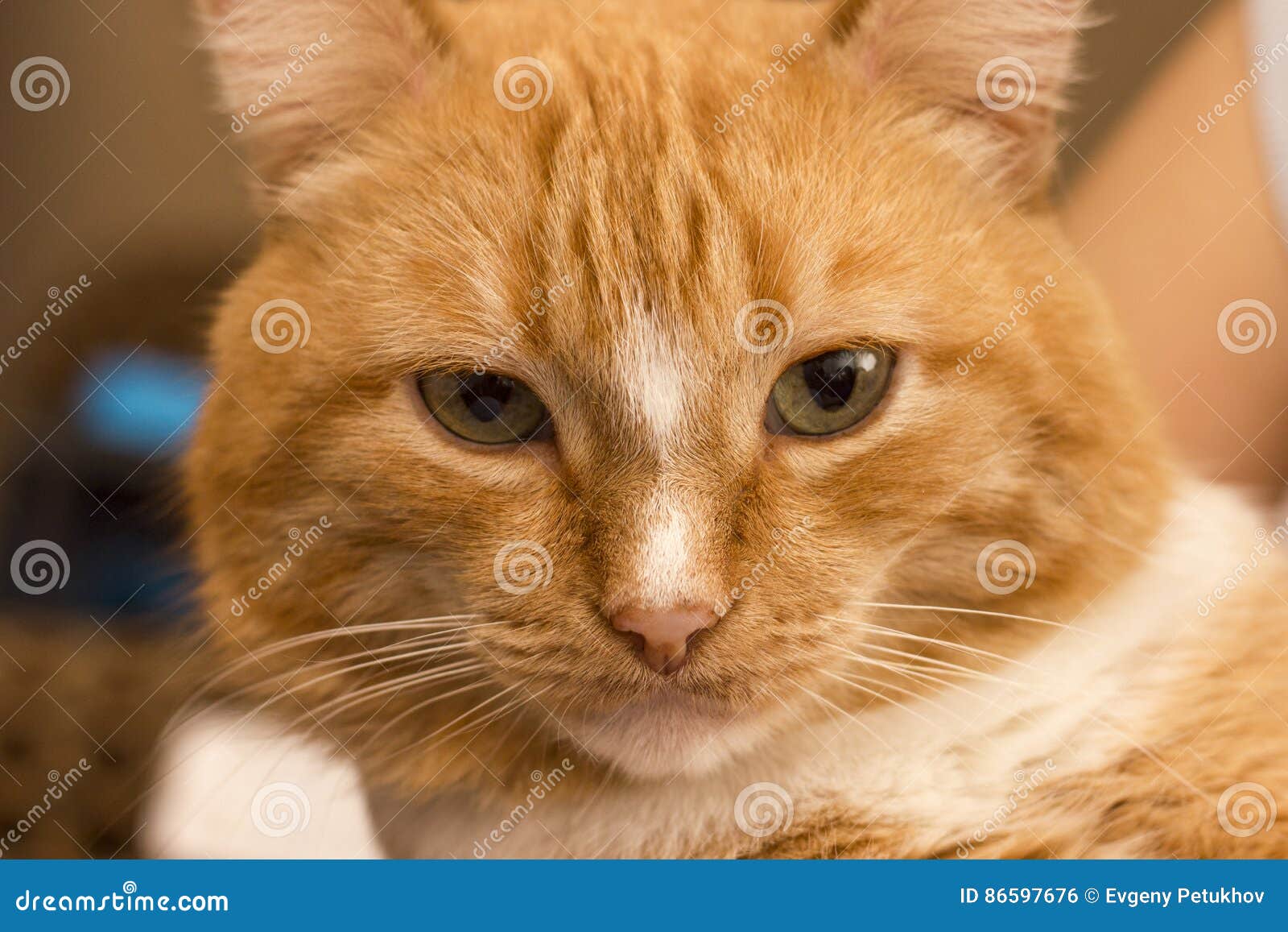 Red-headed cat. stock photo. Image of face, mammal, handsome - 86597676