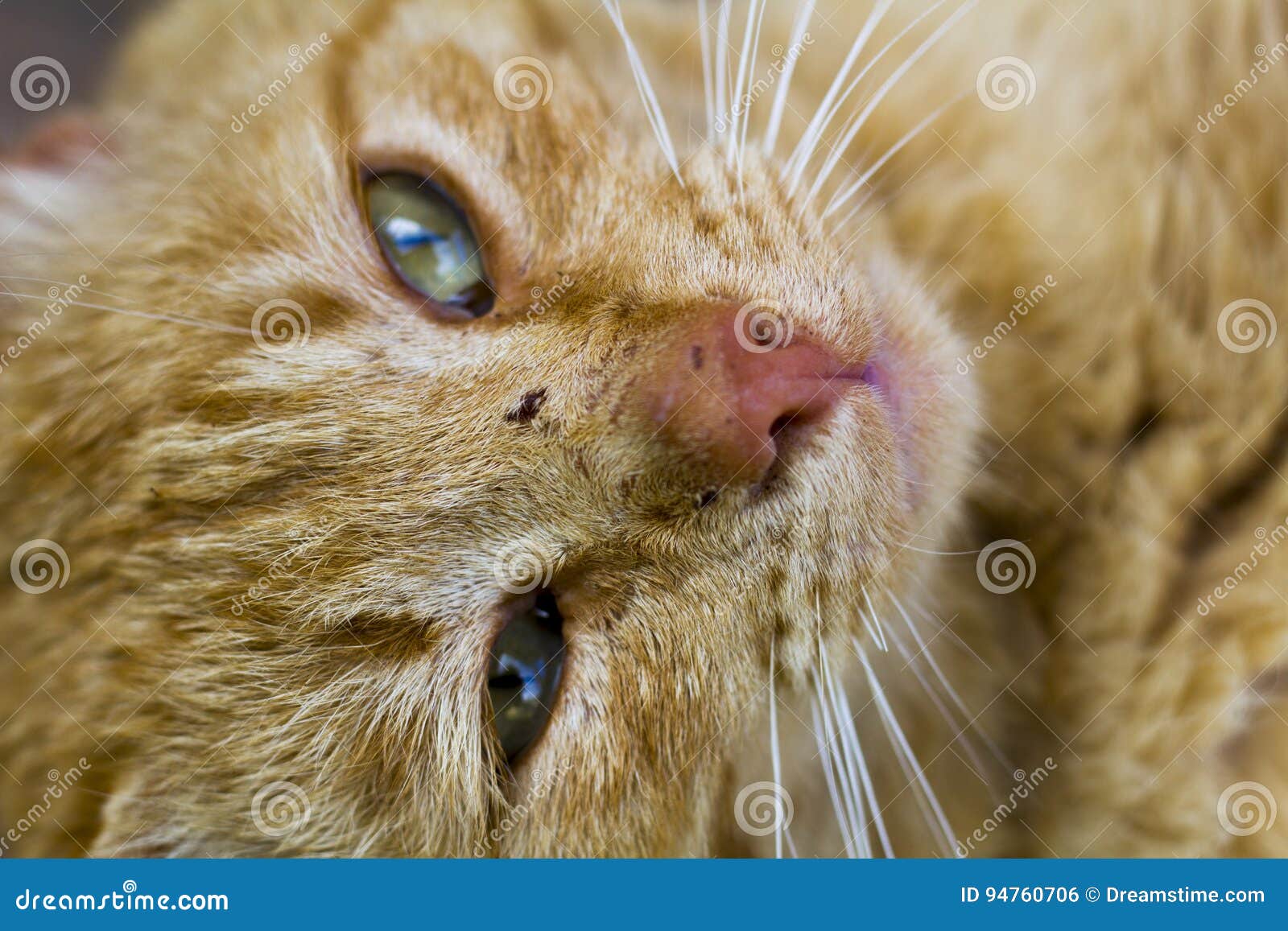 Red-headed cat stock photo. Image of wonderful, cats - 94760706