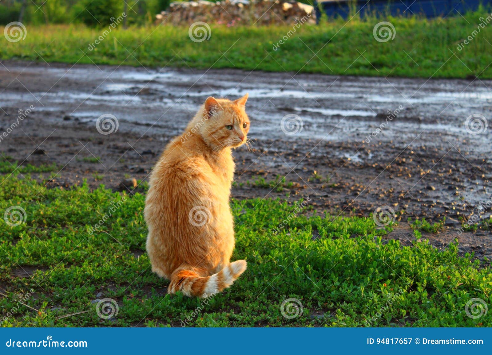 Red-headed cat stock image. Image of cats, whiskers, pets - 94817657